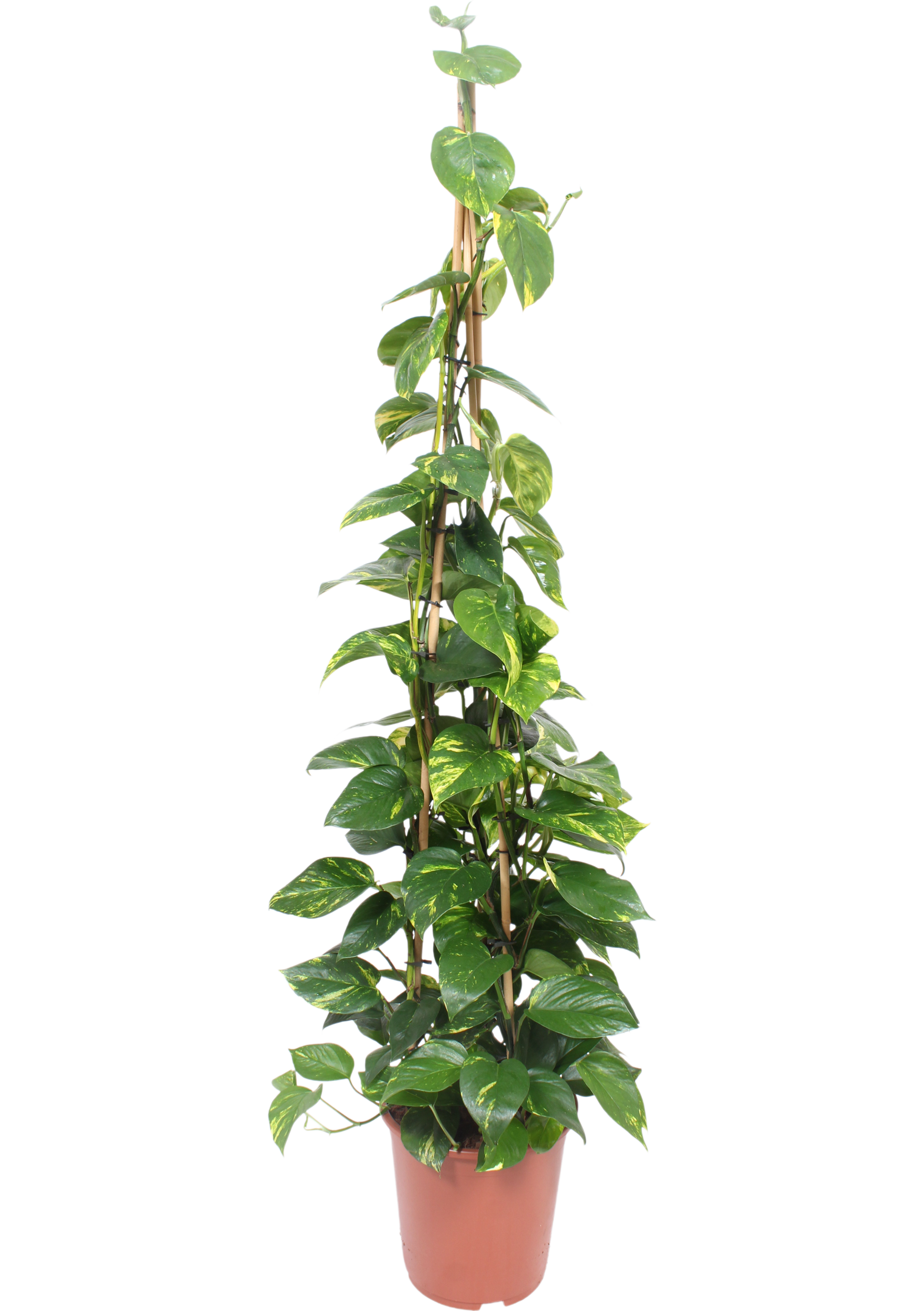 Epipremnum Scindapsus Aureum 150 cm - Leroy Merlin