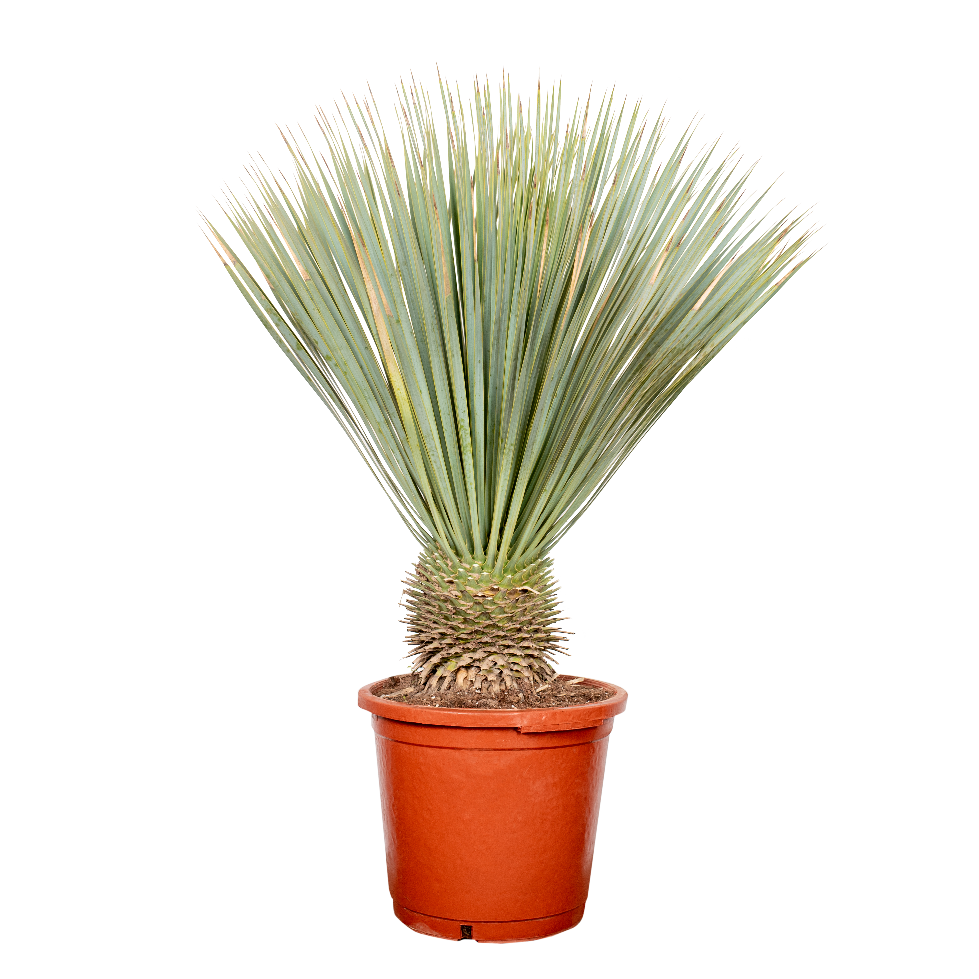 Juka rostrata 90-100 cm - Leroy Merlin