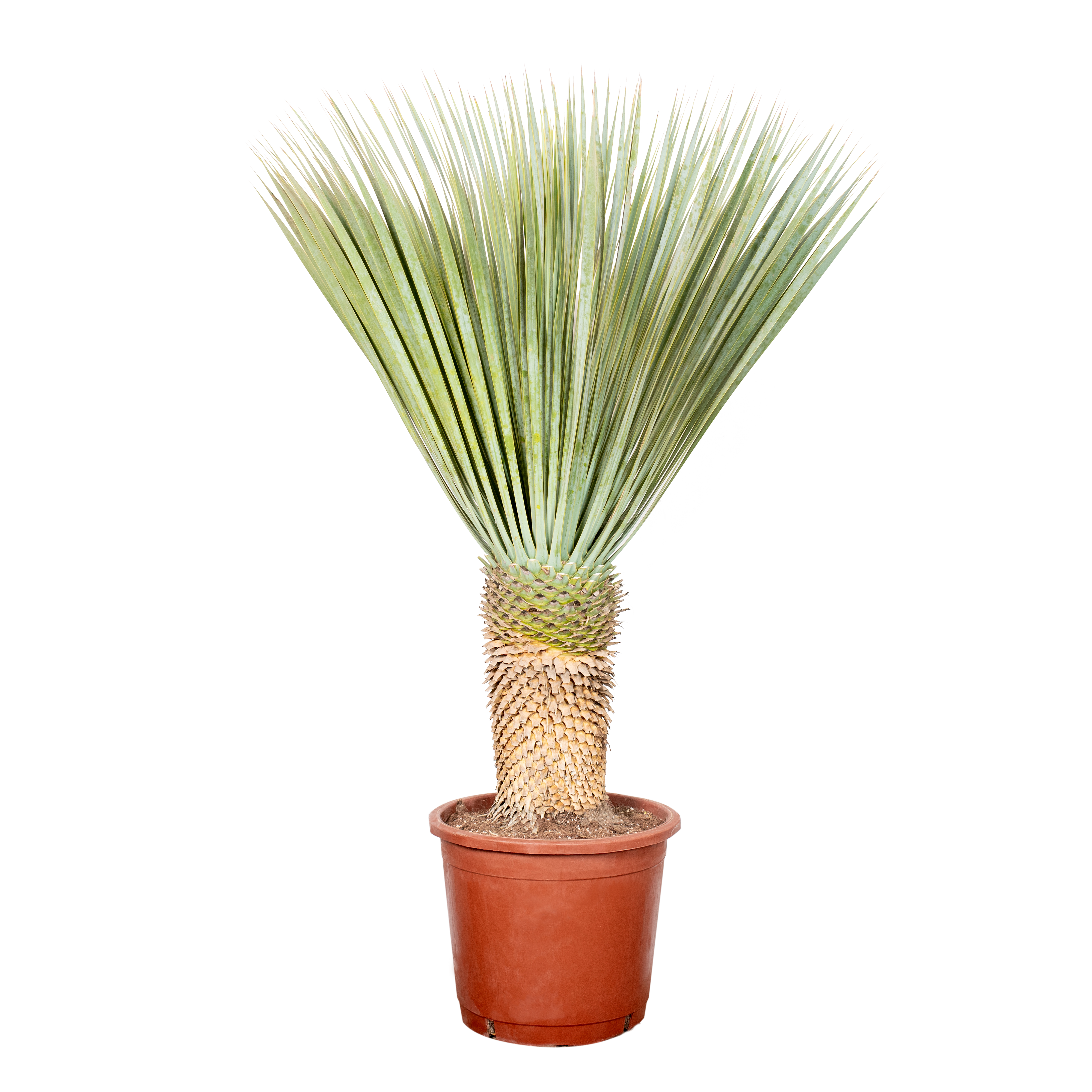 Juka rostrata 130-140 cm - Leroy Merlin