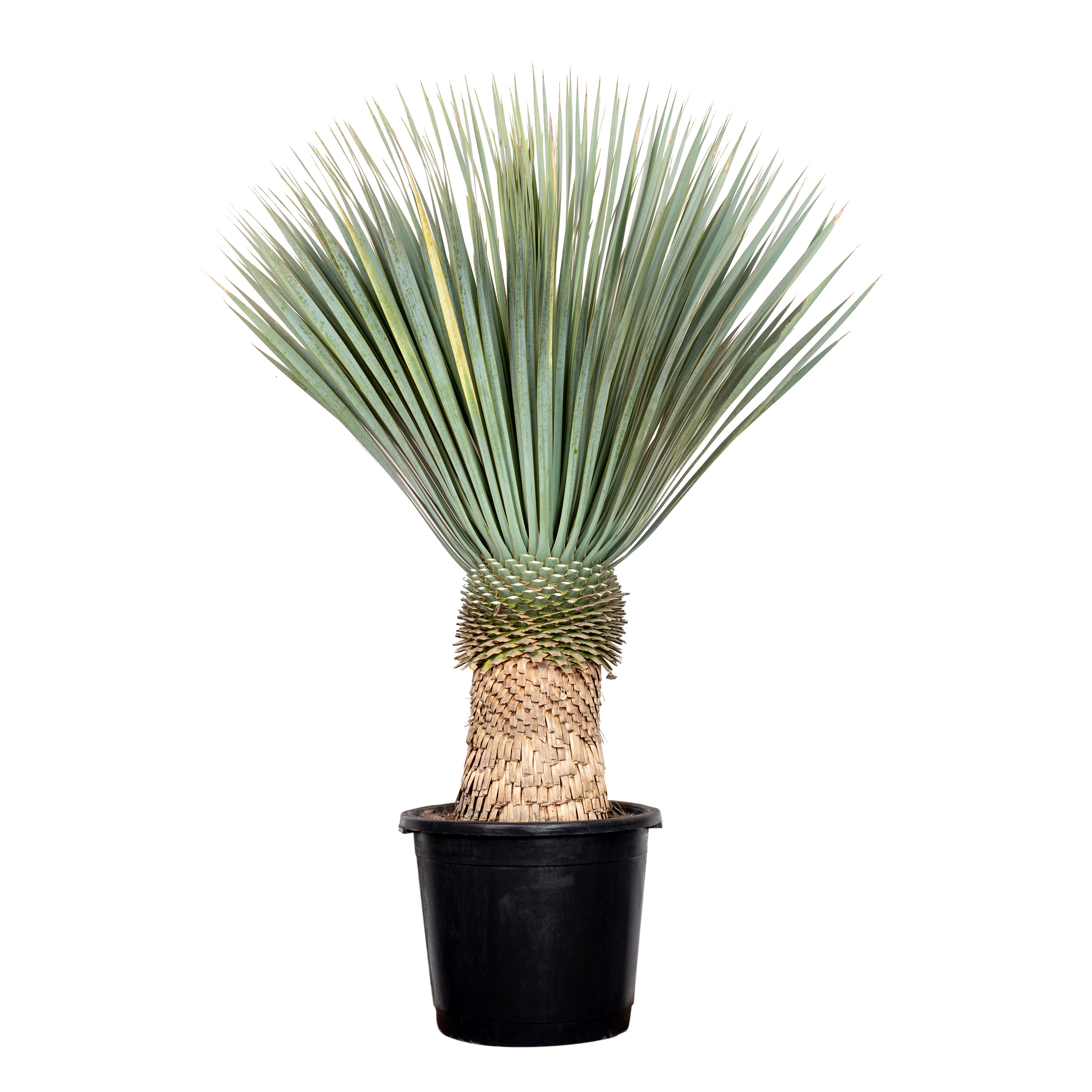 Juka rostrata 150-160cm - Leroy Merlin
