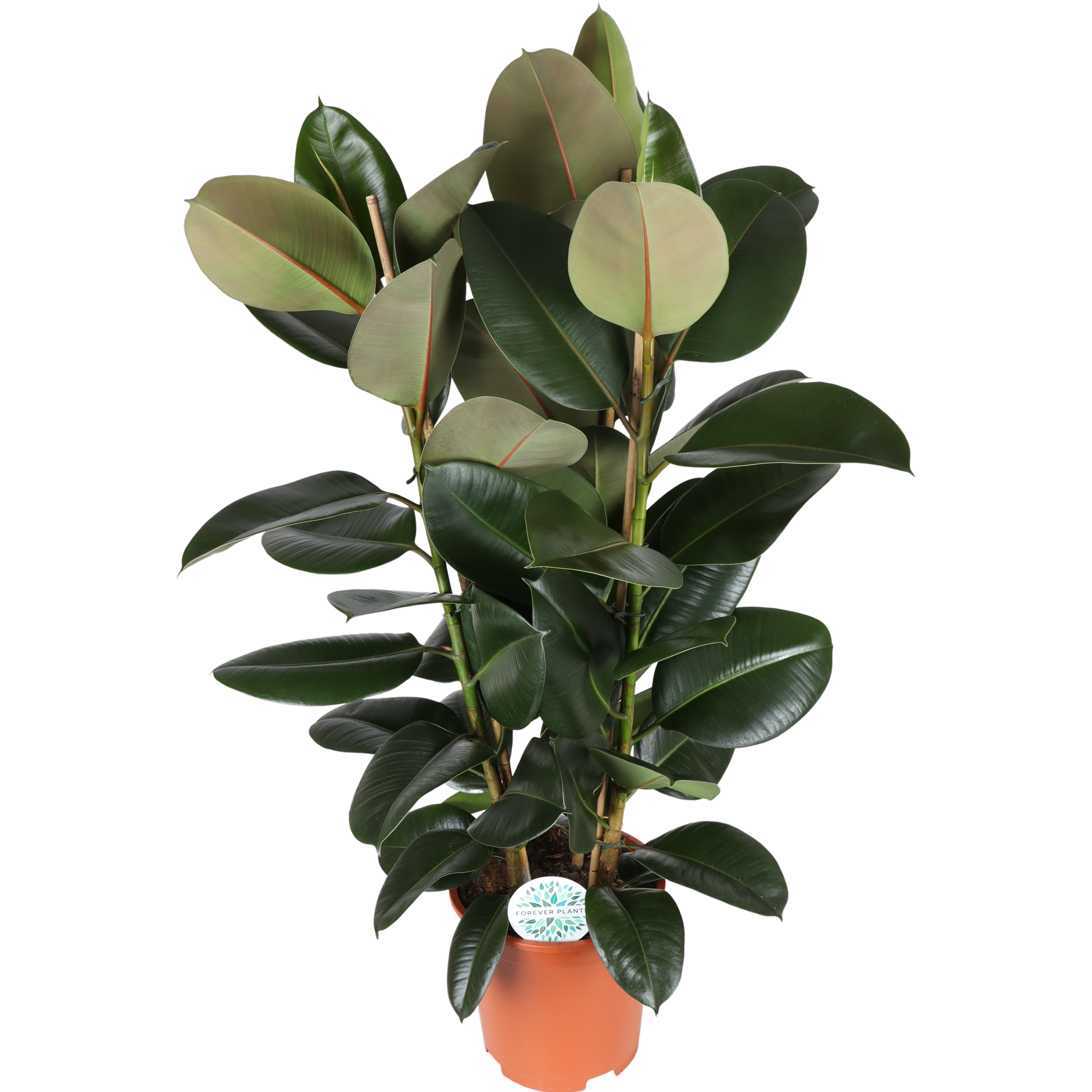 Fikus Elastika Robusta 140-145 cm - Leroy Merlin