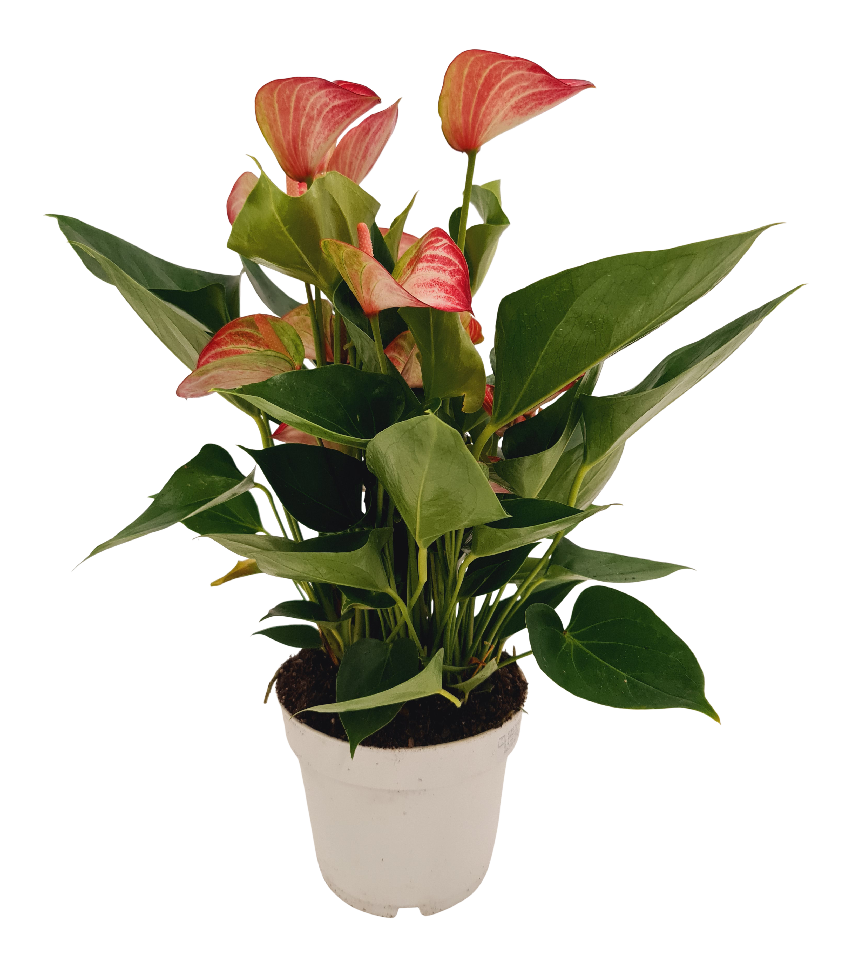 Anturium Livium Red 55cm - Leroy Merlin