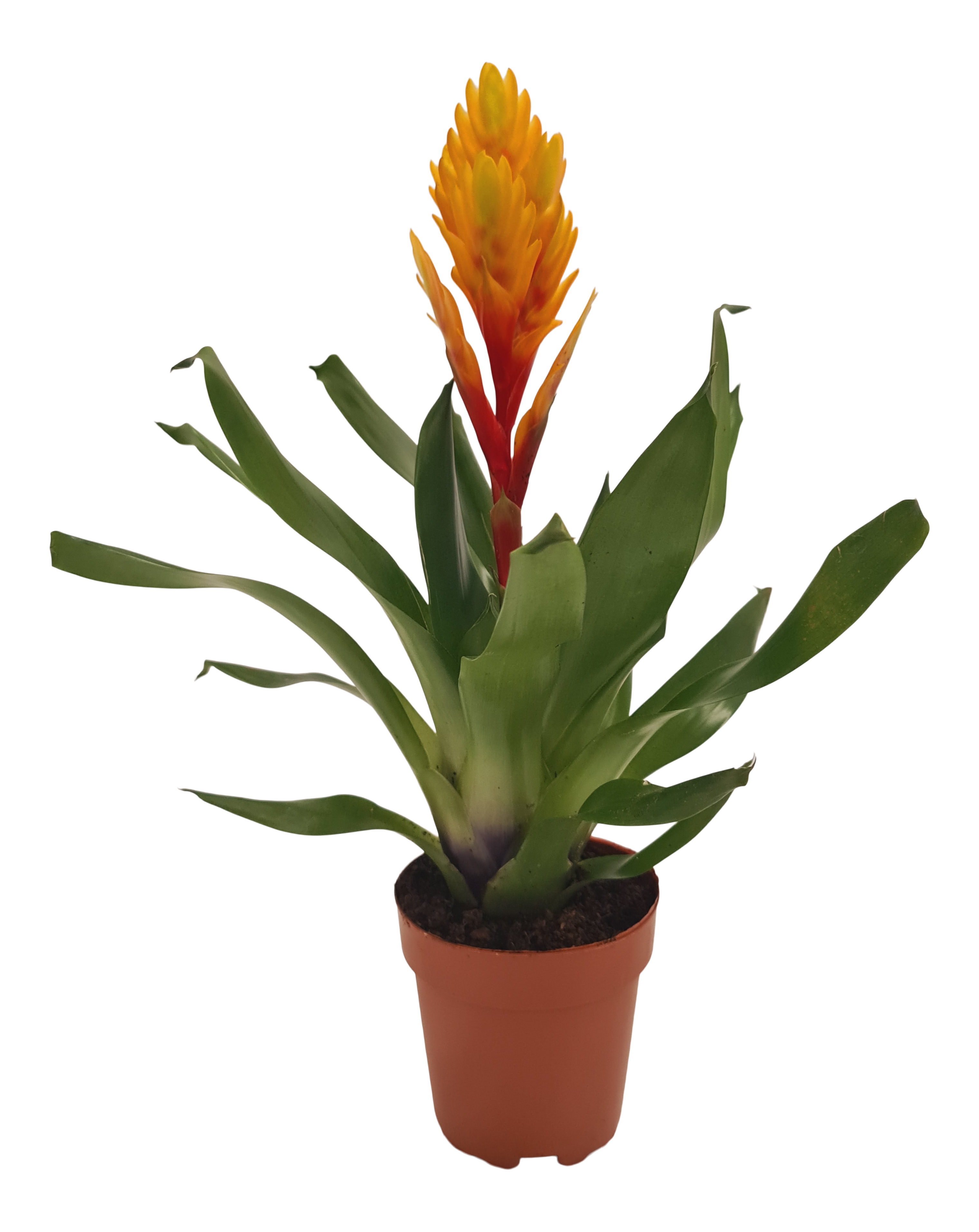 Frizea Intens Orange Flame Bromelia 48cm - Leroy Merlin