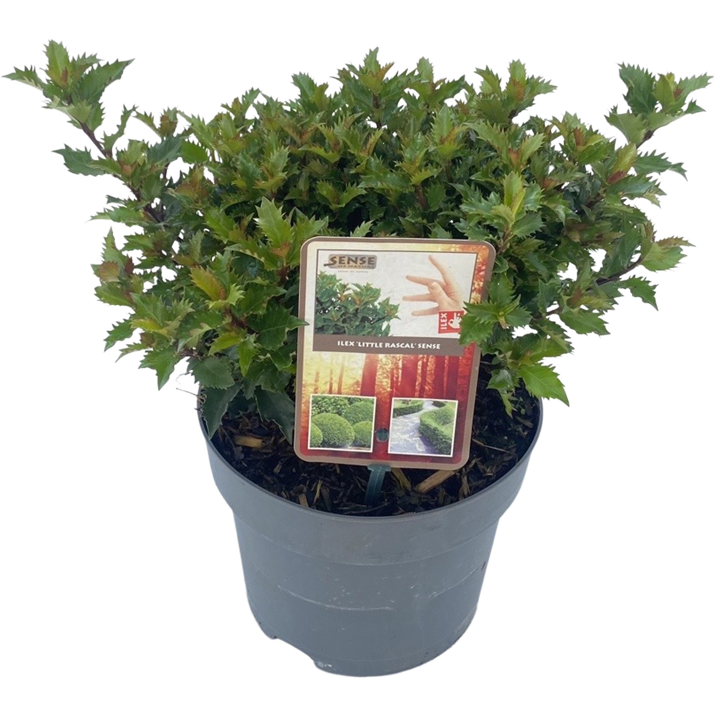 Ostrokrzew Little Rascal 25-30 cm - Leroy Merlin