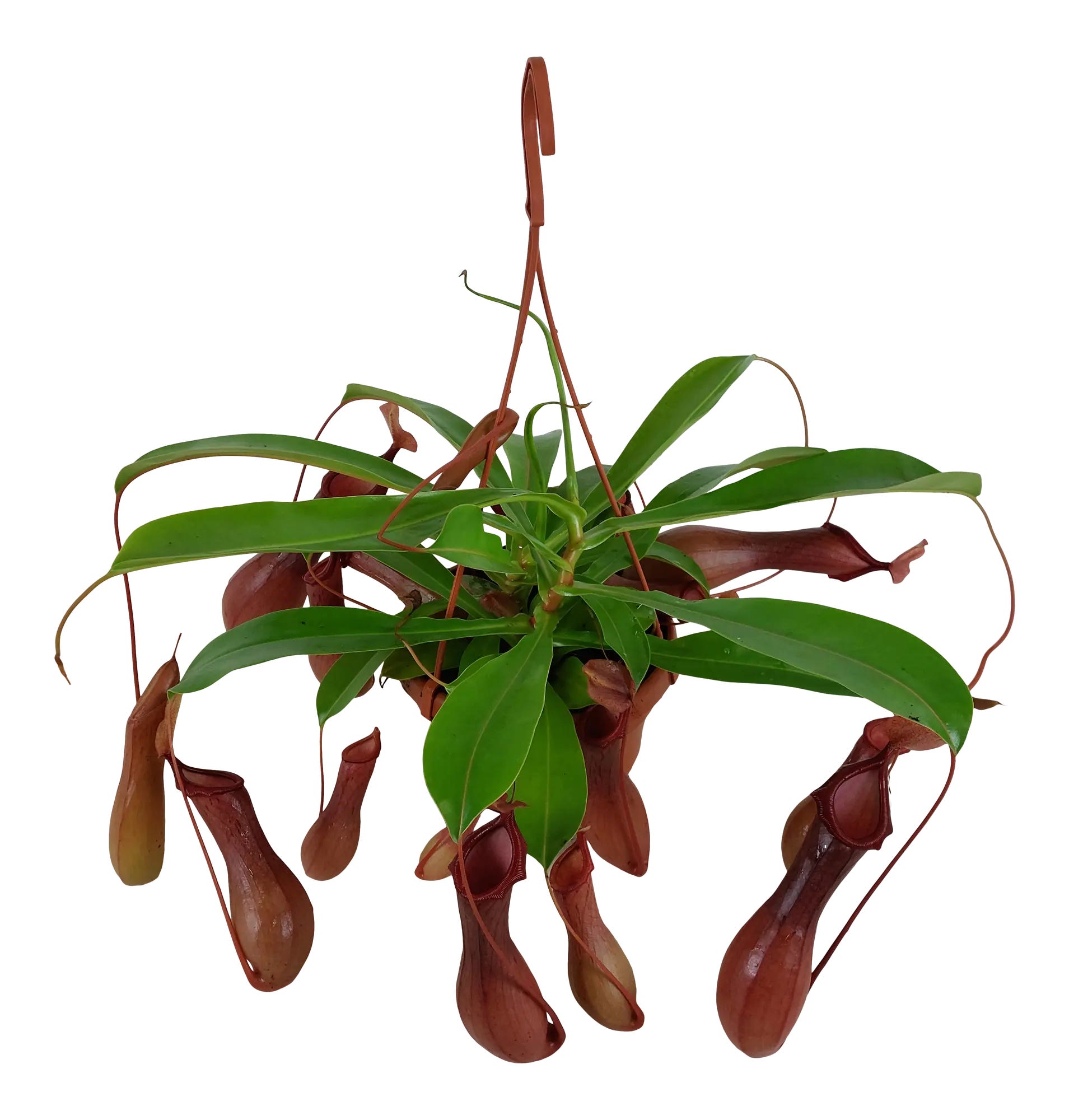Dzbanecznik Mix 47 Cm Wisz cy Leroy Merlin dzbanecznik-mix-47-cm-wisz-cy-leroy-merlin