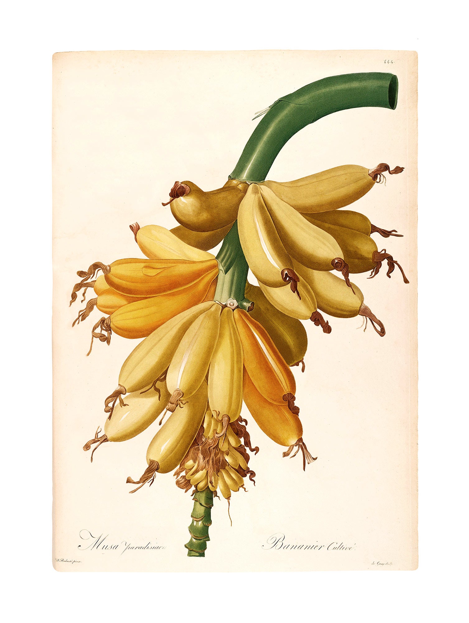 Affiche Bananes, jaune KOMAR l.30 x H.40 cm | Leroy Merlin