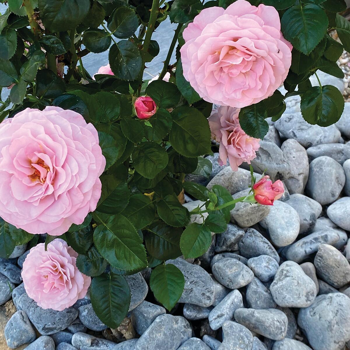 Galet pierre naturelle noir, 30/60, filet 20kg | Leroy Merlin