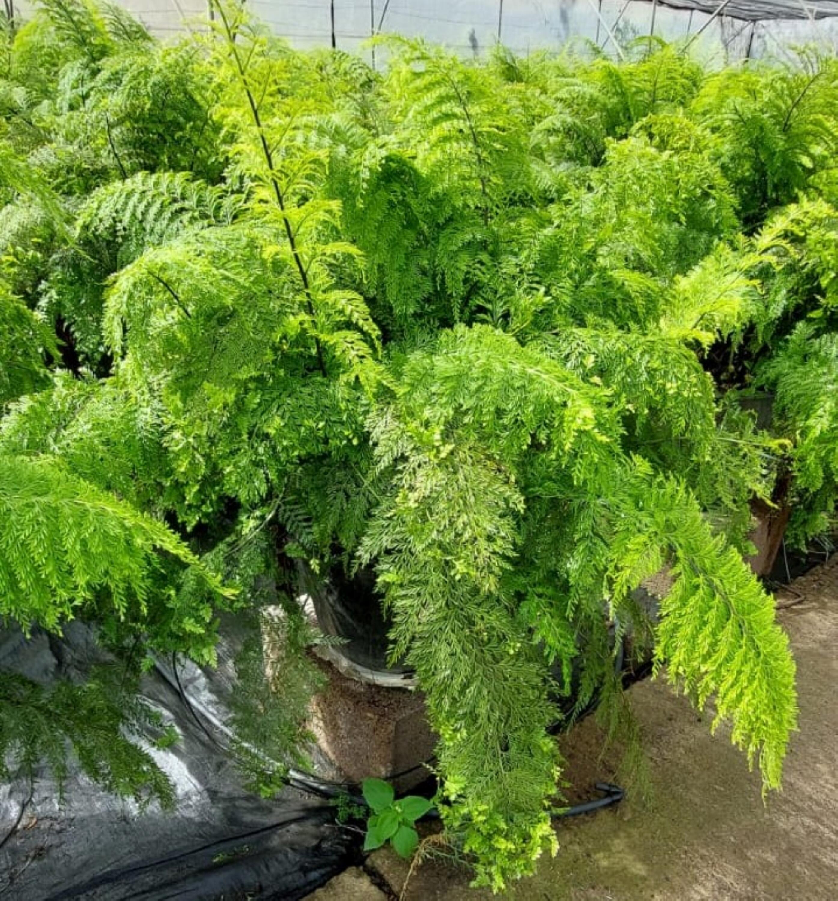 Helecho Asplenium bulbiferum en maceta de Ø 45 cm | Leroy Merlin