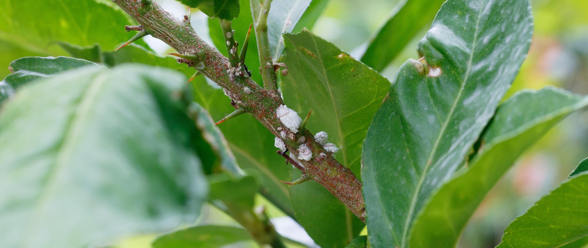 Come eliminare la cocciniglia in modo naturale? | Leroy Merlin