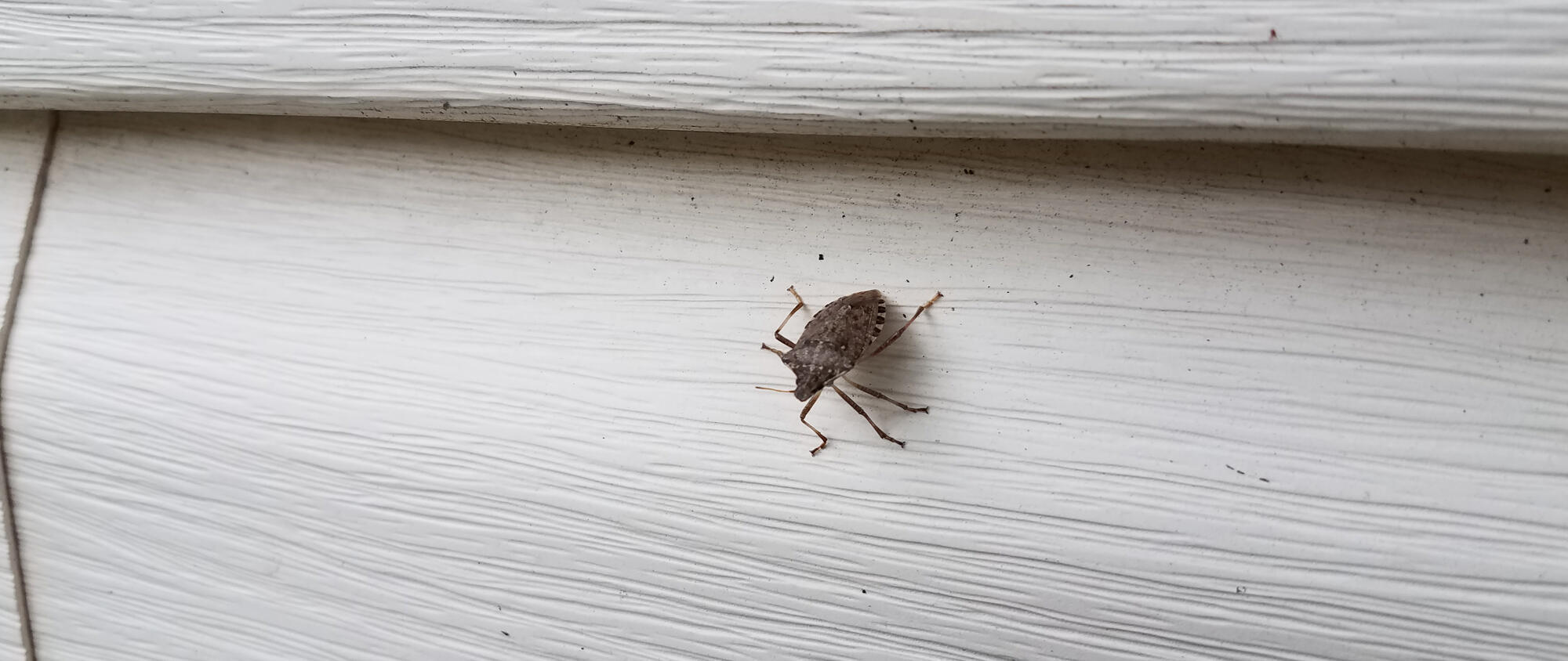 Come eliminare le cimici? | Leroy Merlin