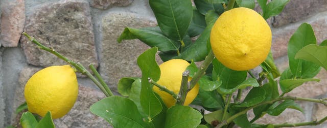 Pianta di limone in vaso: come curarla e prendersene cura | Leroy Merlin