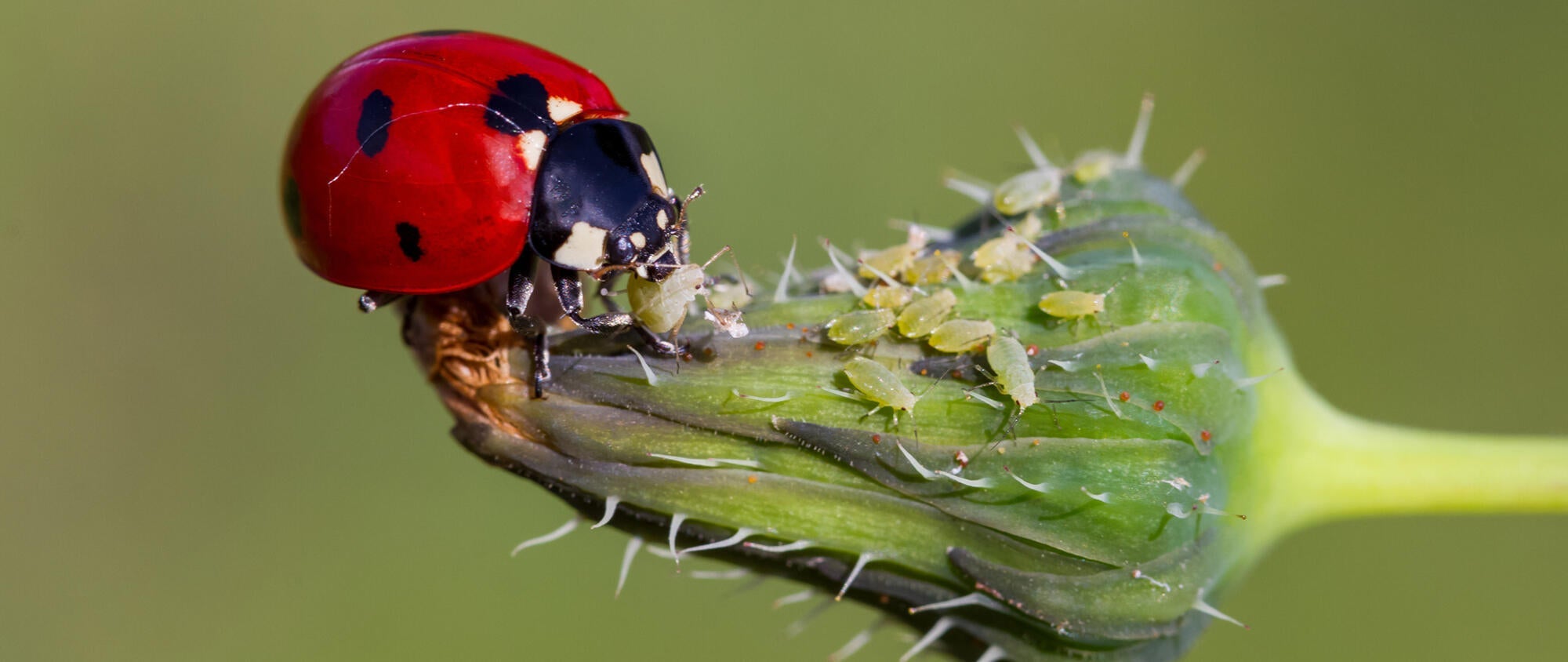 Come eliminare gli afidi dalle piante? | Leroy Merlin