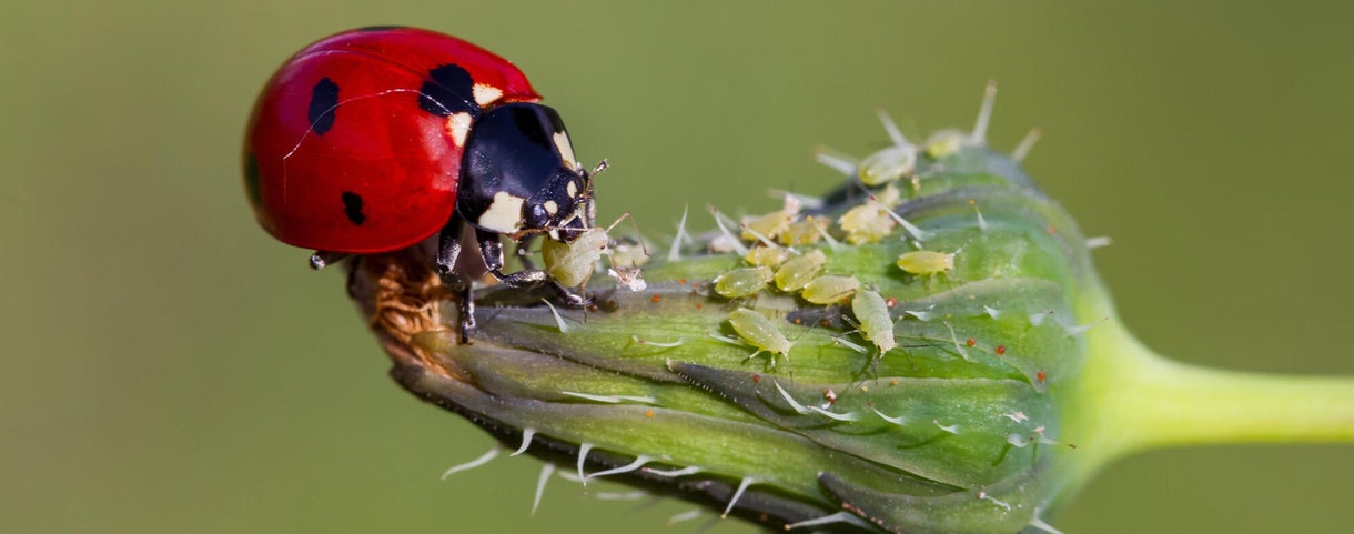 Come eliminare gli afidi dalle piante? | Leroy Merlin