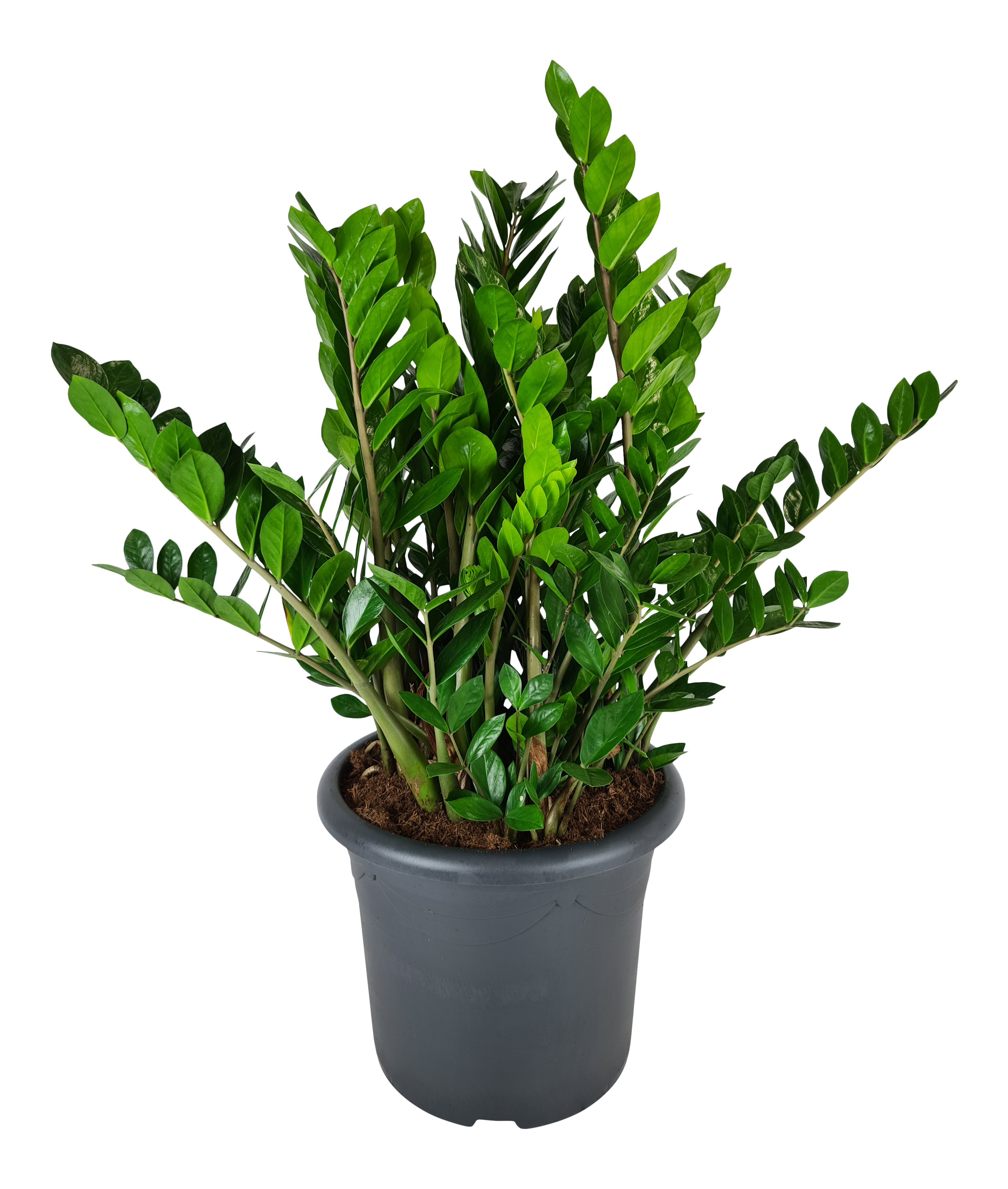 Zamiokulkas zamiolistny 100 cm - Leroy Merlin