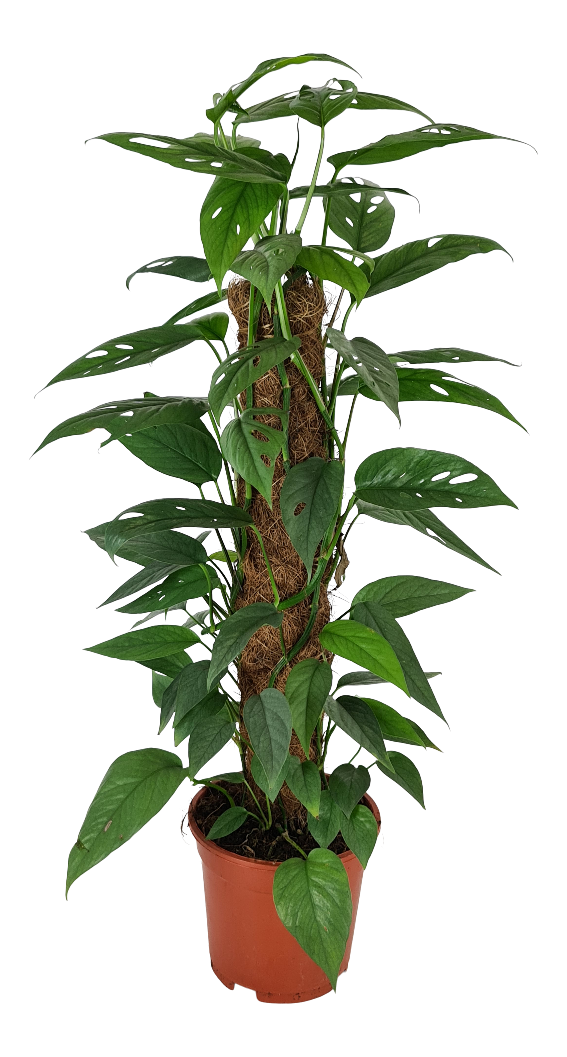 Epipremnum Scindapsus Cebu Blue 60-70 cm - Leroy Merlin