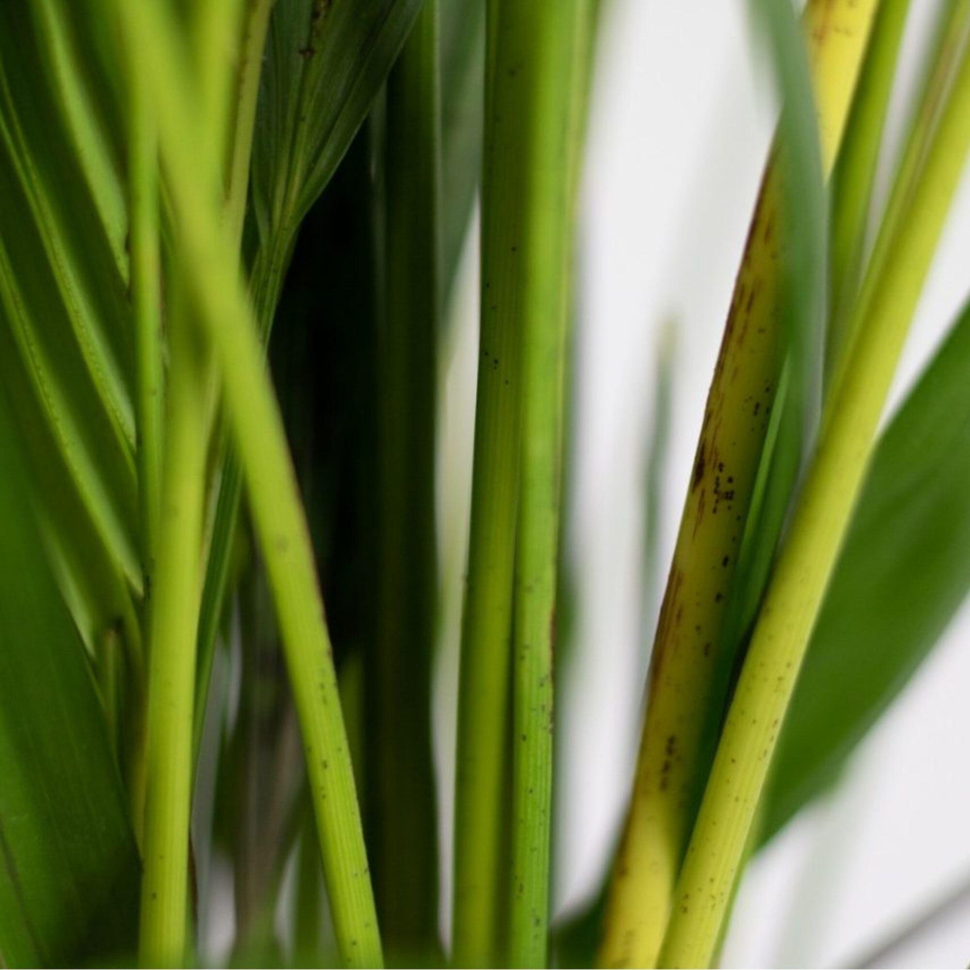 Palmera Areca Dypsis lutescens 110-120 cm en maceta gris de 30 cm ...