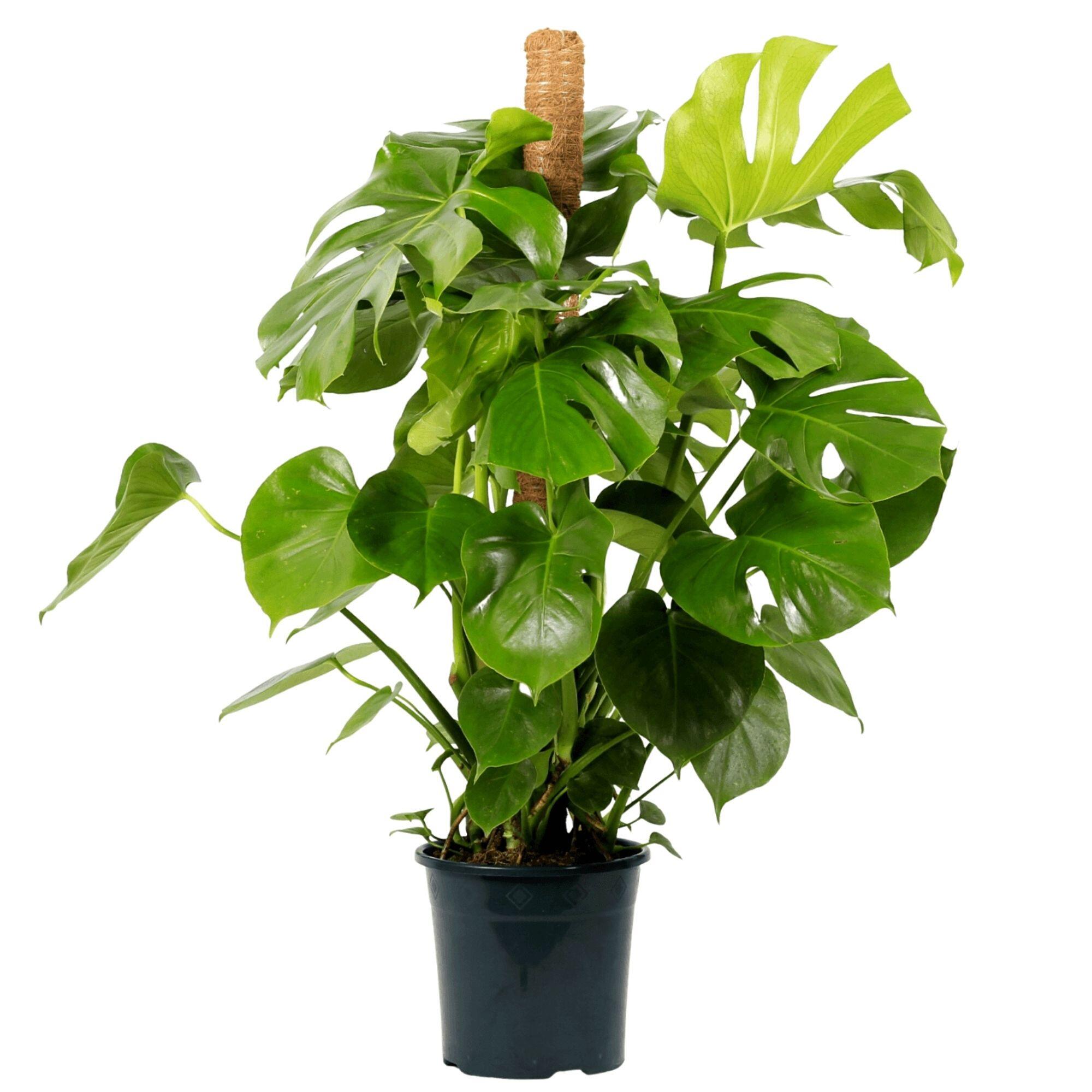 Planta verde Monstera deliciosa 110-120 cm en maceta de 24 cm | Leroy ...