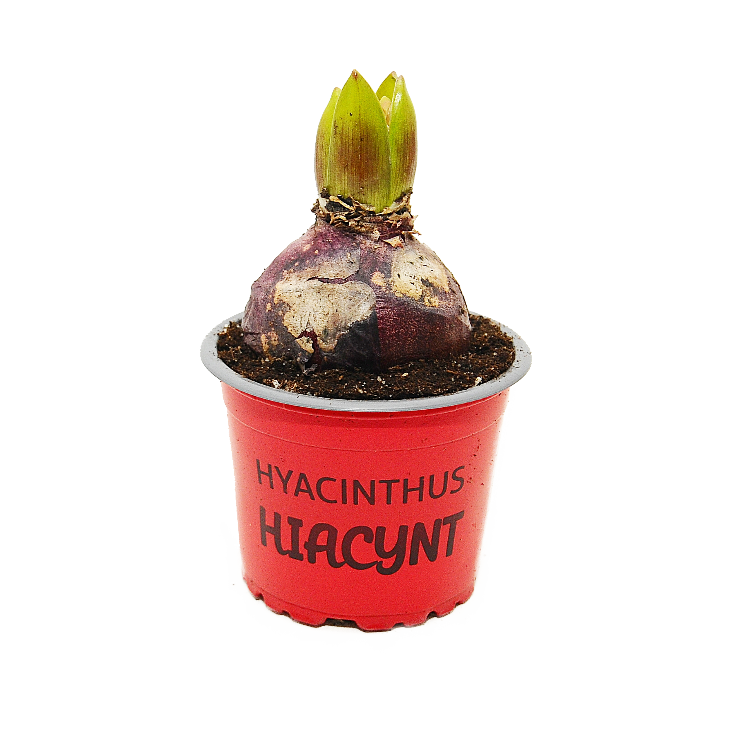 Hiacynt czerwony 12 cm - Leroy Merlin