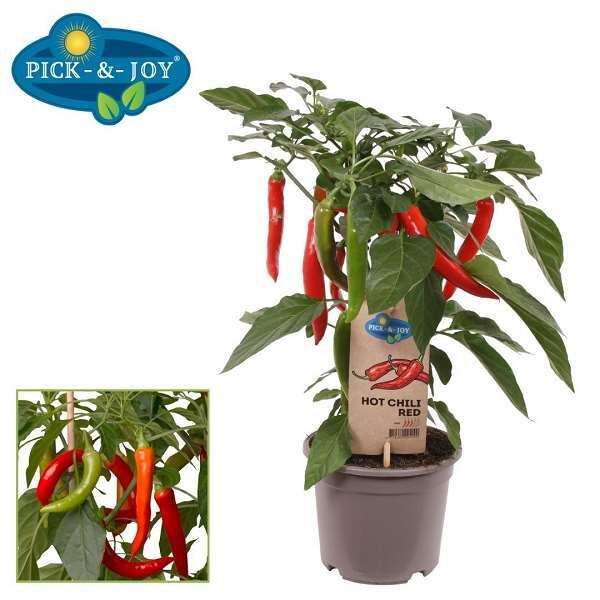 Piment Pick A Hot Pep Red Chili P14 H.35cm | Leroy Merlin