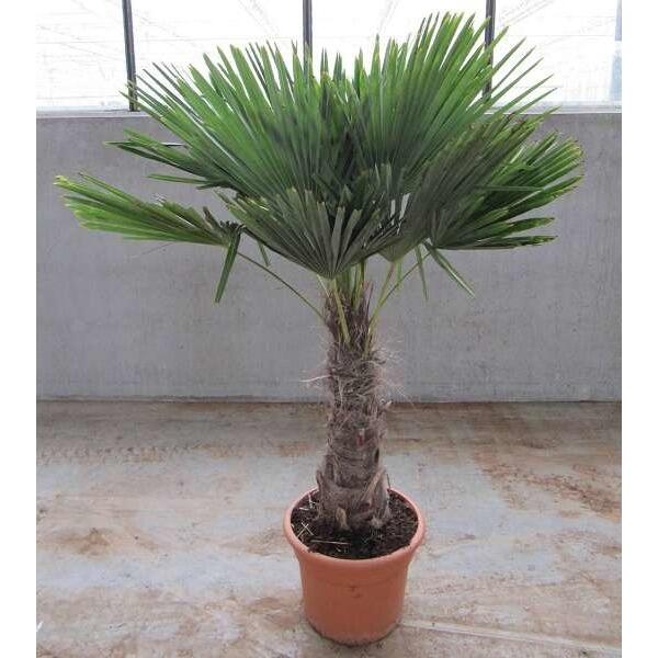 Palmier Tige pot de 26L | Leroy Merlin