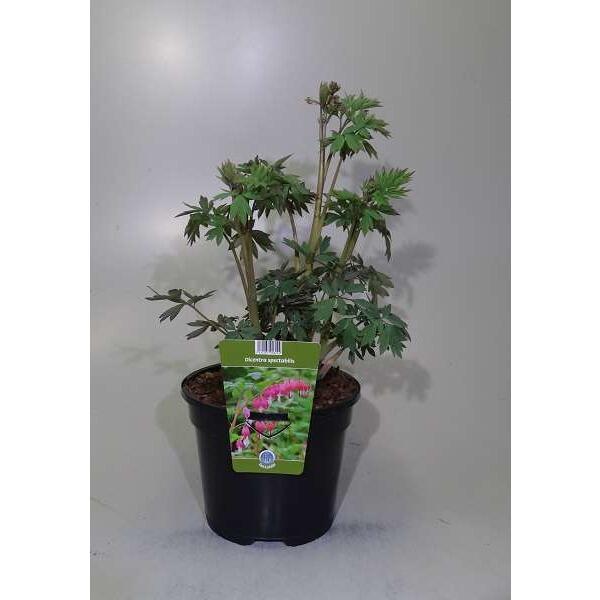 Dicentra Spectabilis Rose C3L H.35cm | Leroy Merlin