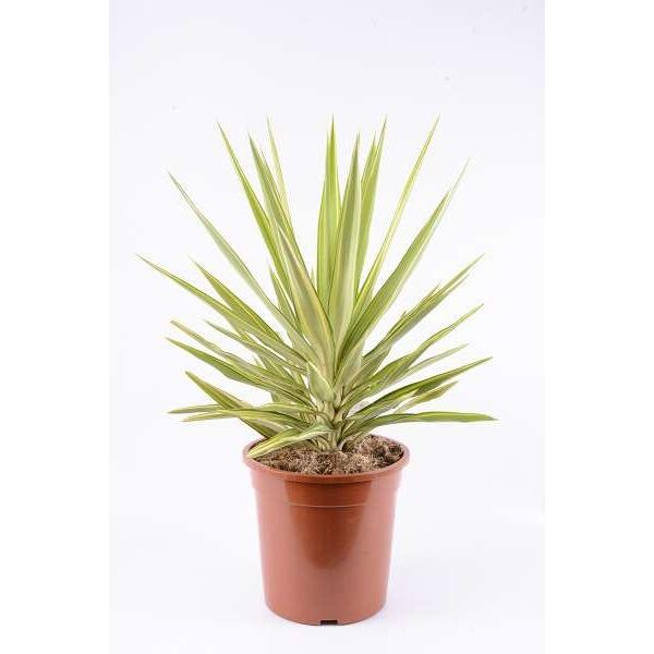 Yucca Elephantipes Jewel C9L H.70cm | Leroy Merlin