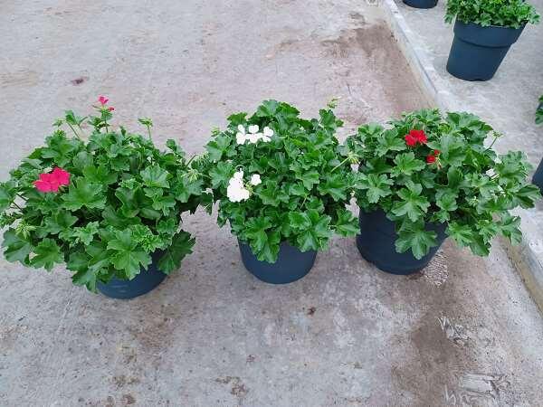 Geranium Marcada P29 H.50cm | Leroy Merlin