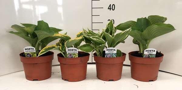 Hosta Varie P19 H.40cm | Leroy Merlin