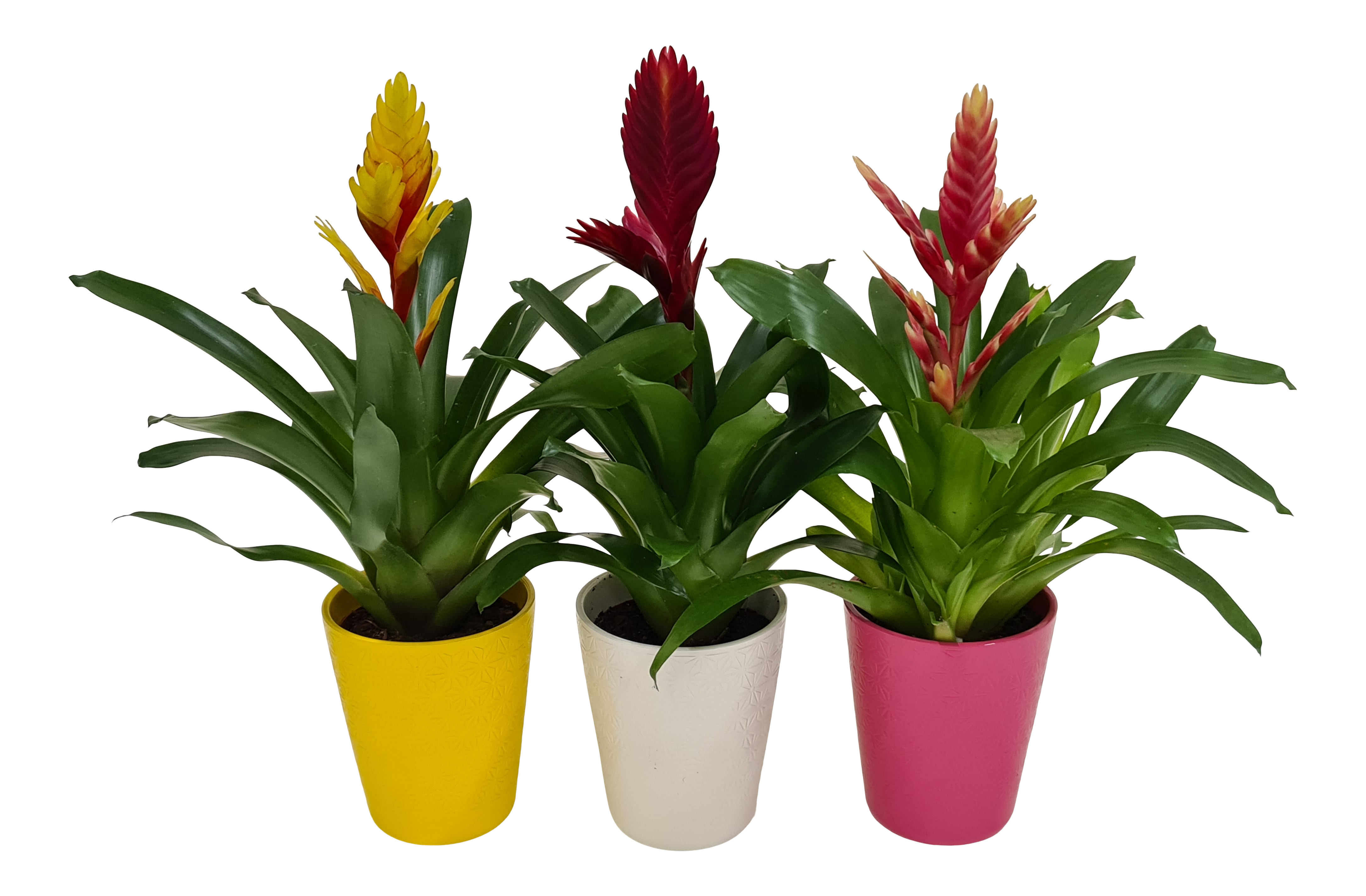 Frizea lśniąca Vriesea mix 45cm - Leroy Merlin