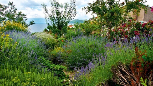 Jardin y Terraza: Plantas, Semillas y Árboles para tu Hogar