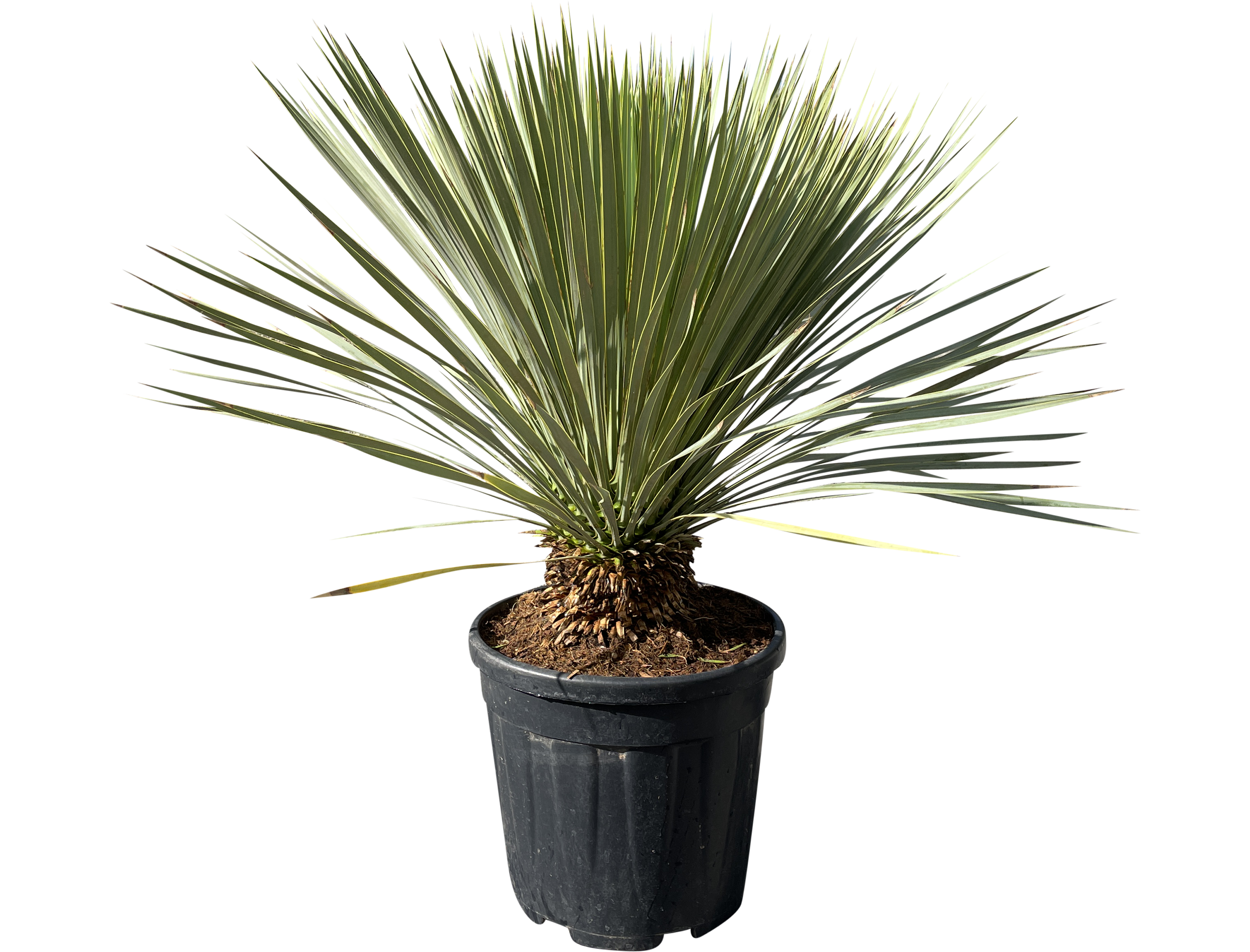 Juka Rostrata 85-90 cm - Leroy Merlin