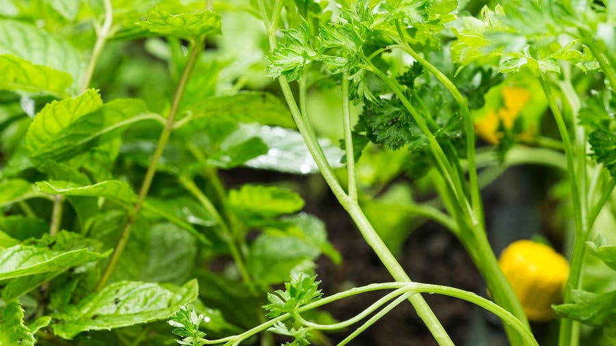 Cómo instalar un sistema de riego por aspersión enterrado | Leroy Merlin