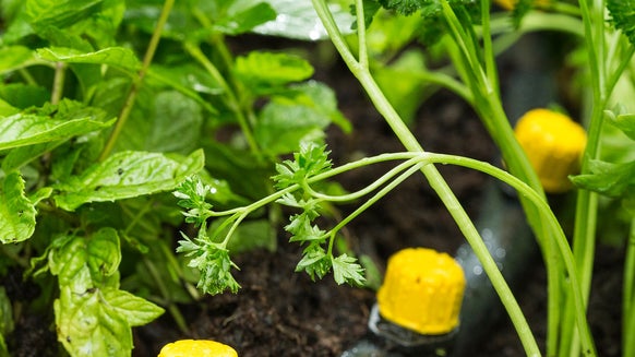 Riego: Sistemas de riego automáticos para jardines saludables