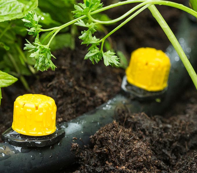 ¿Cómo cuidar y cultivar alcachofa? | Leroy Merlin