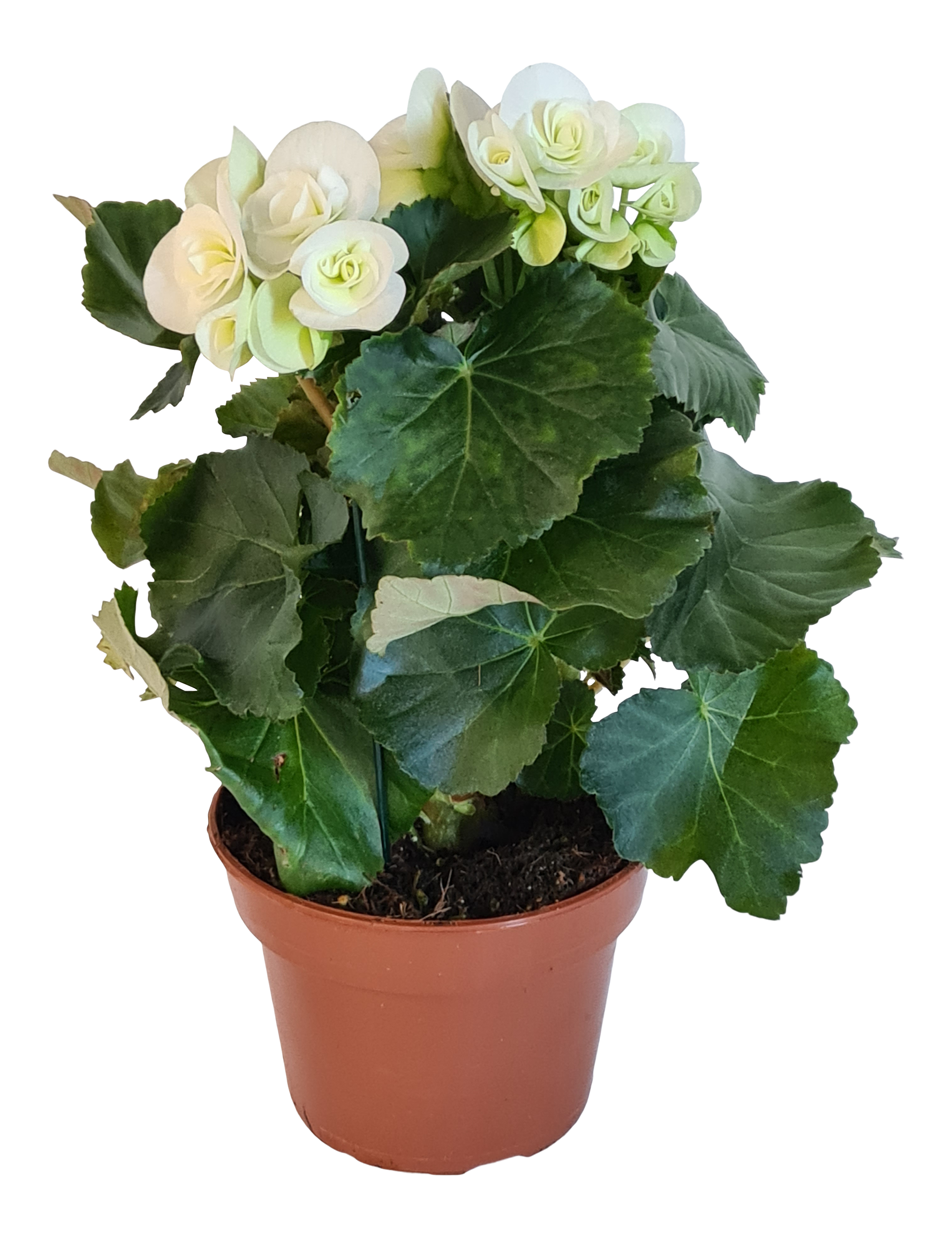 Begonia Clara 30 cm - Leroy Merlin