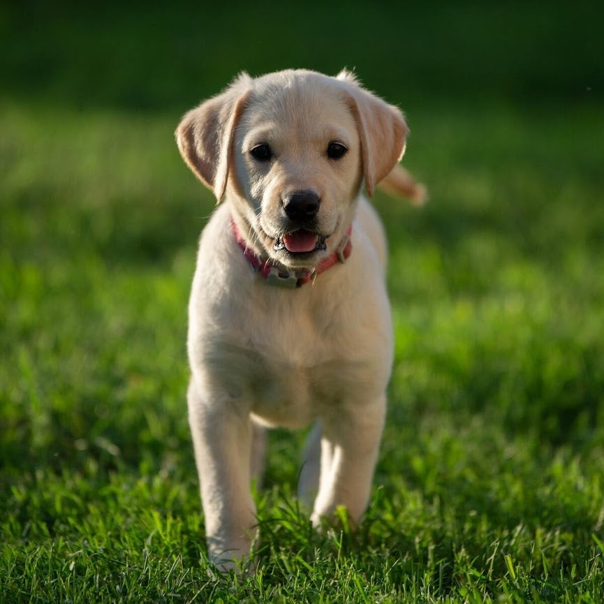 Prodotti e accessori per Cani | Leroy Merlin
