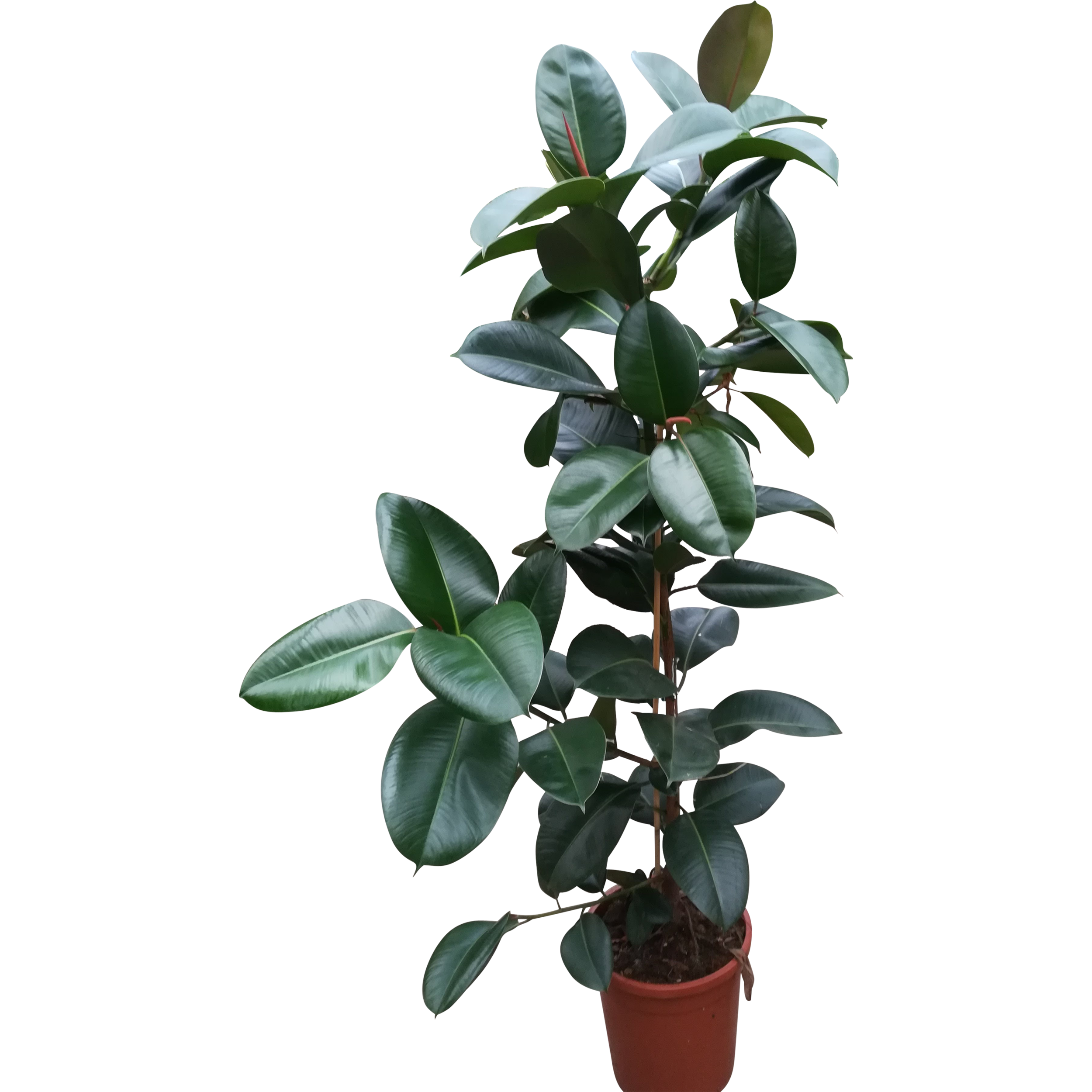 Fikus sprężysty Robusta 180 cm - Leroy Merlin