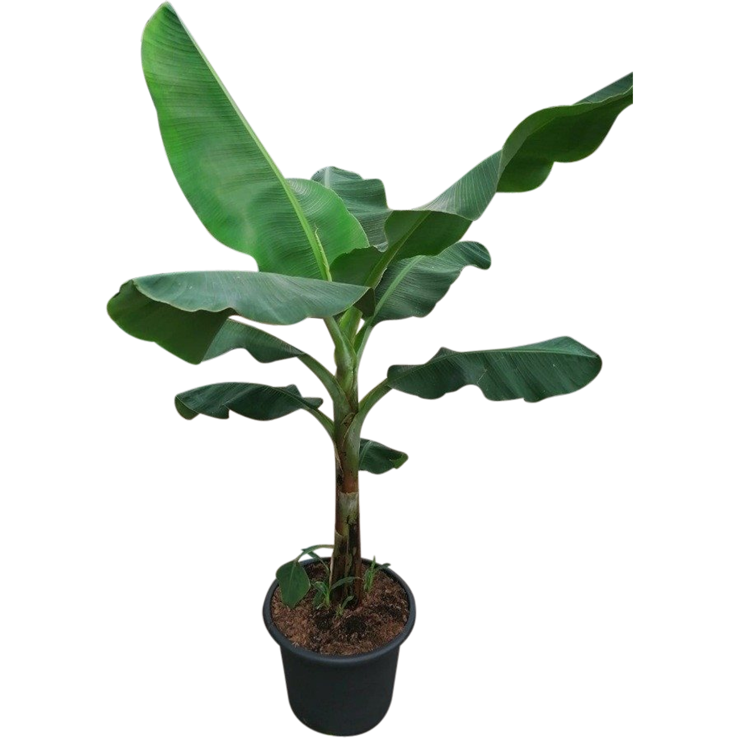 Bananowiec Musa 180 cm - Leroy Merlin