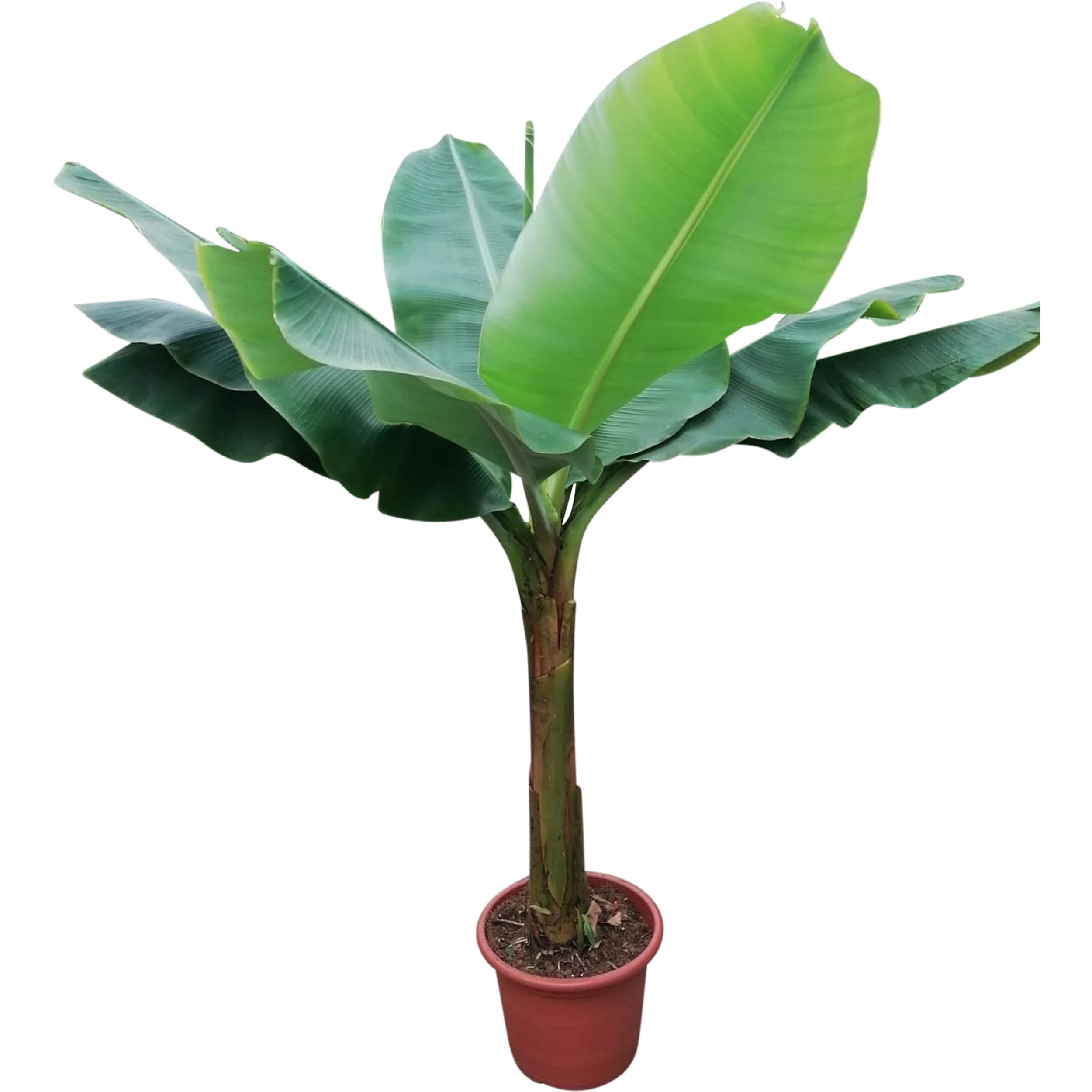 Bananowiec Musa 240 cm - Leroy Merlin