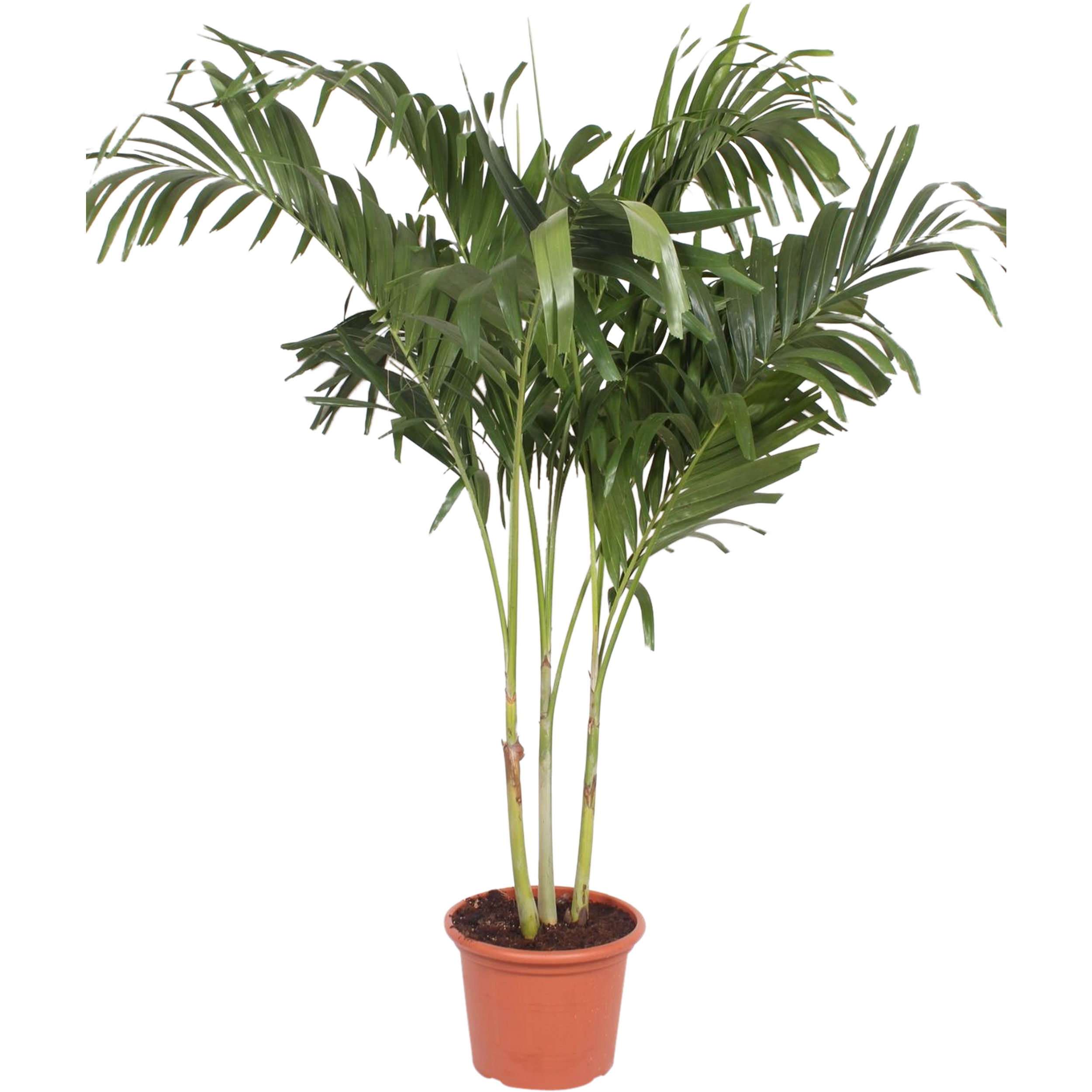 Palma Veitchia Adonidia Merrillii 180-220 cm - Leroy Merlin