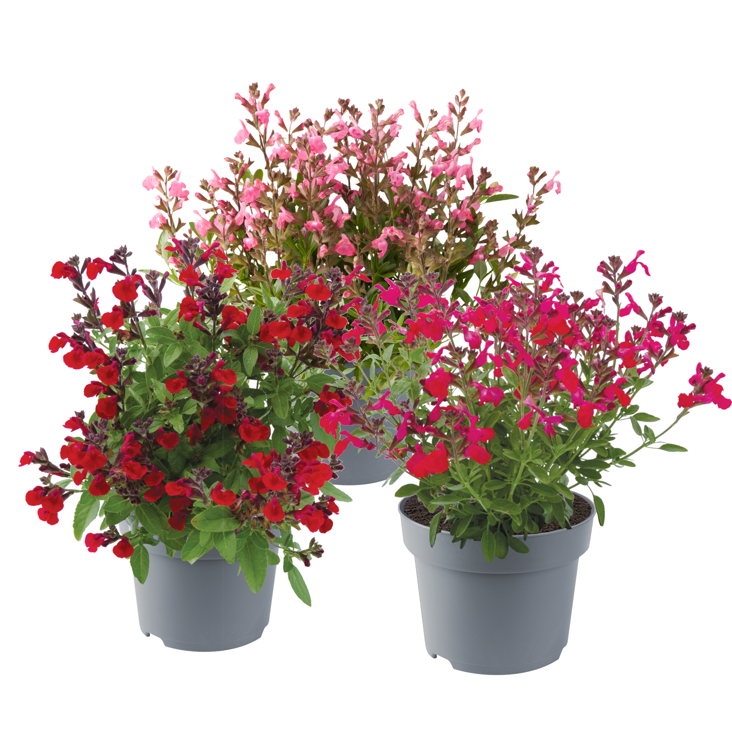Szałwia Mirage mix 15-30 cm - Leroy Merlin