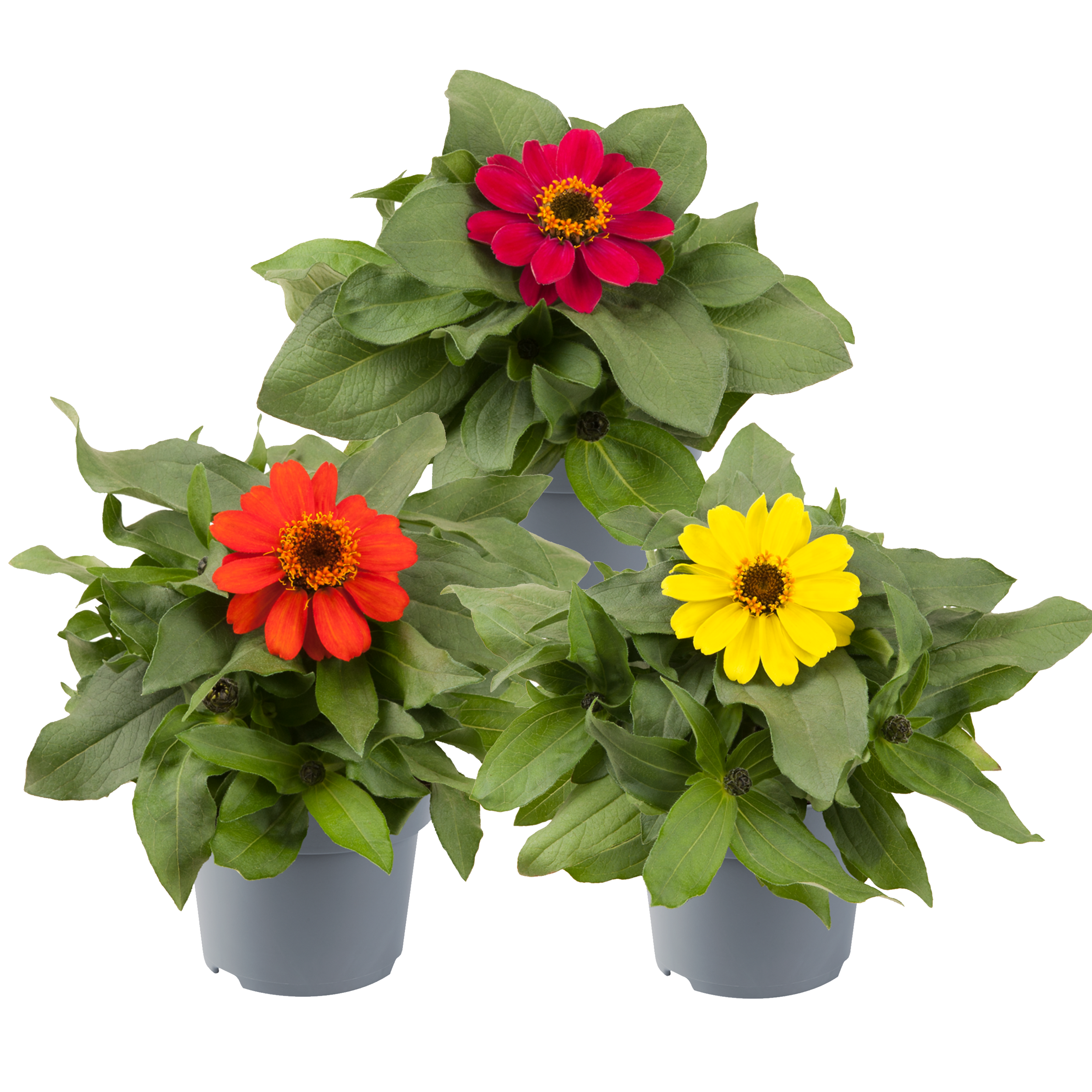 Cynia mix 15-30 cm - Leroy Merlin