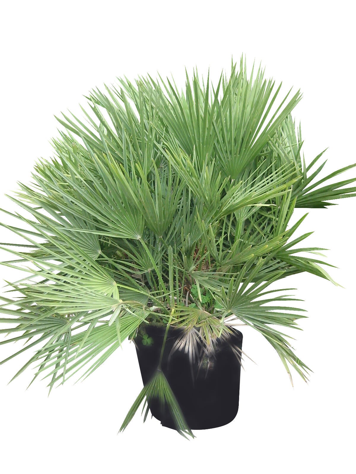 Humilis pot de 35 l, H.70 cm | Leroy Merlin