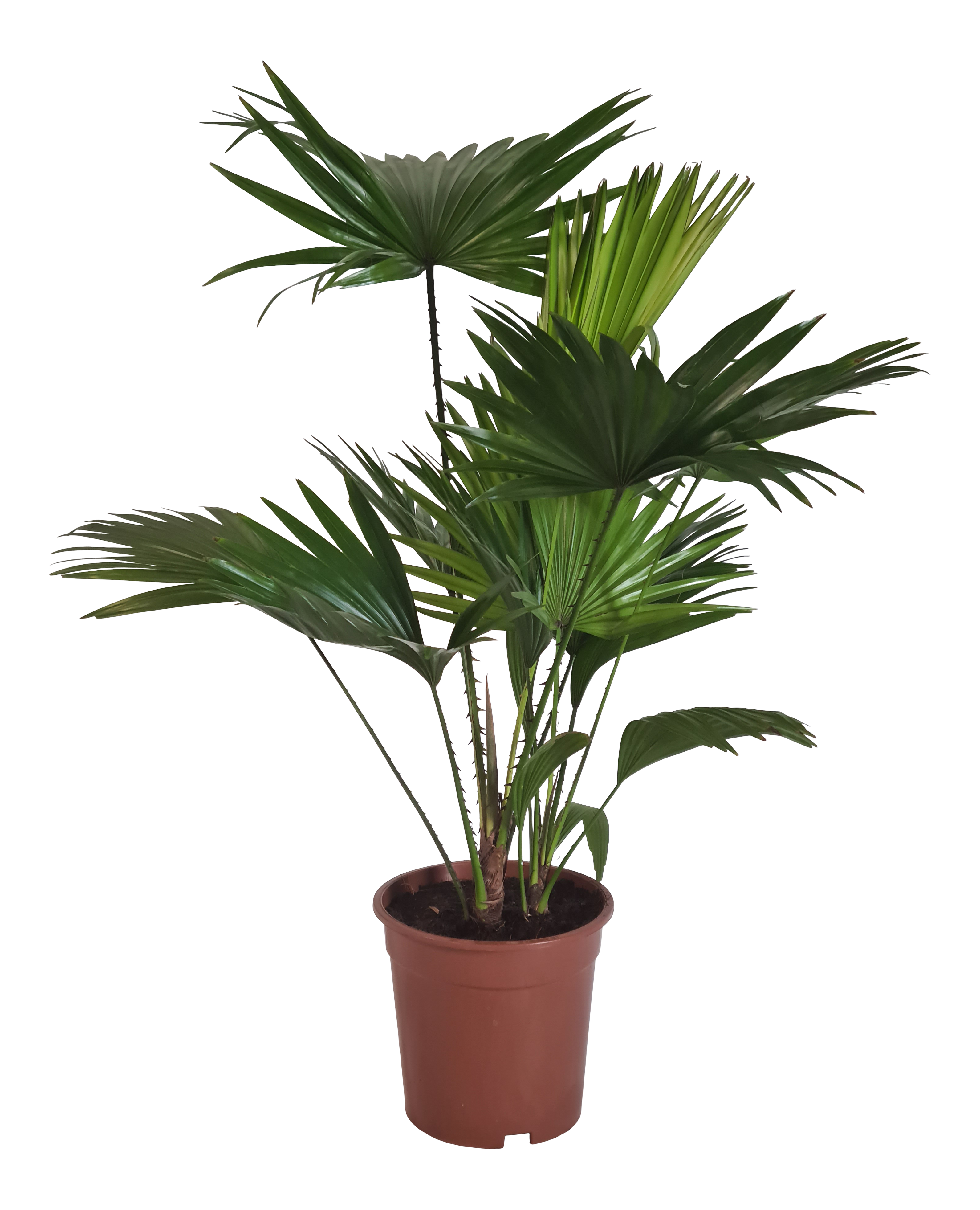 Liwistona okrągłolistna Palma domowa 65 cm - Leroy Merlin