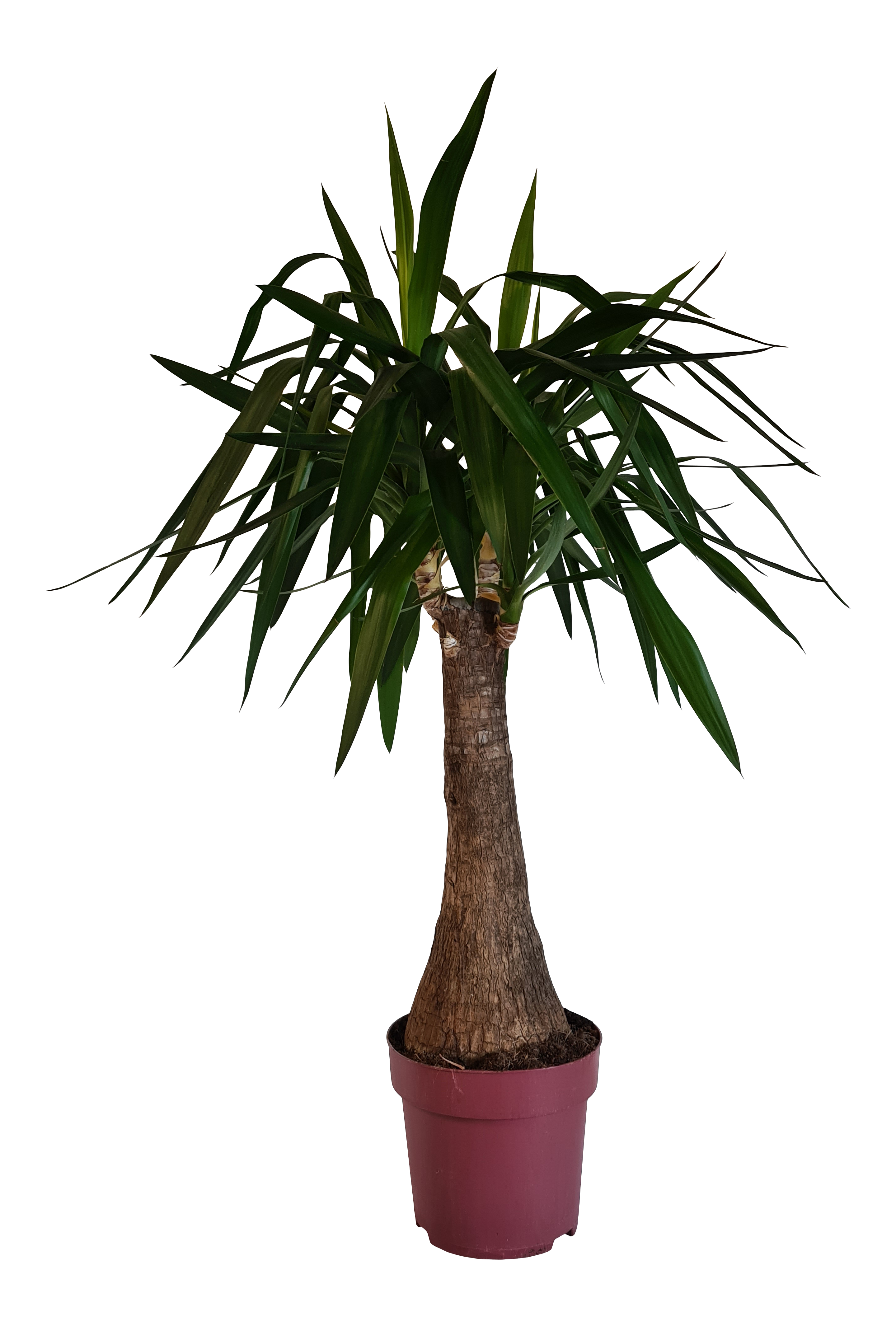 Juka Eelephant Maya Tree 110 cm - Leroy Merlin