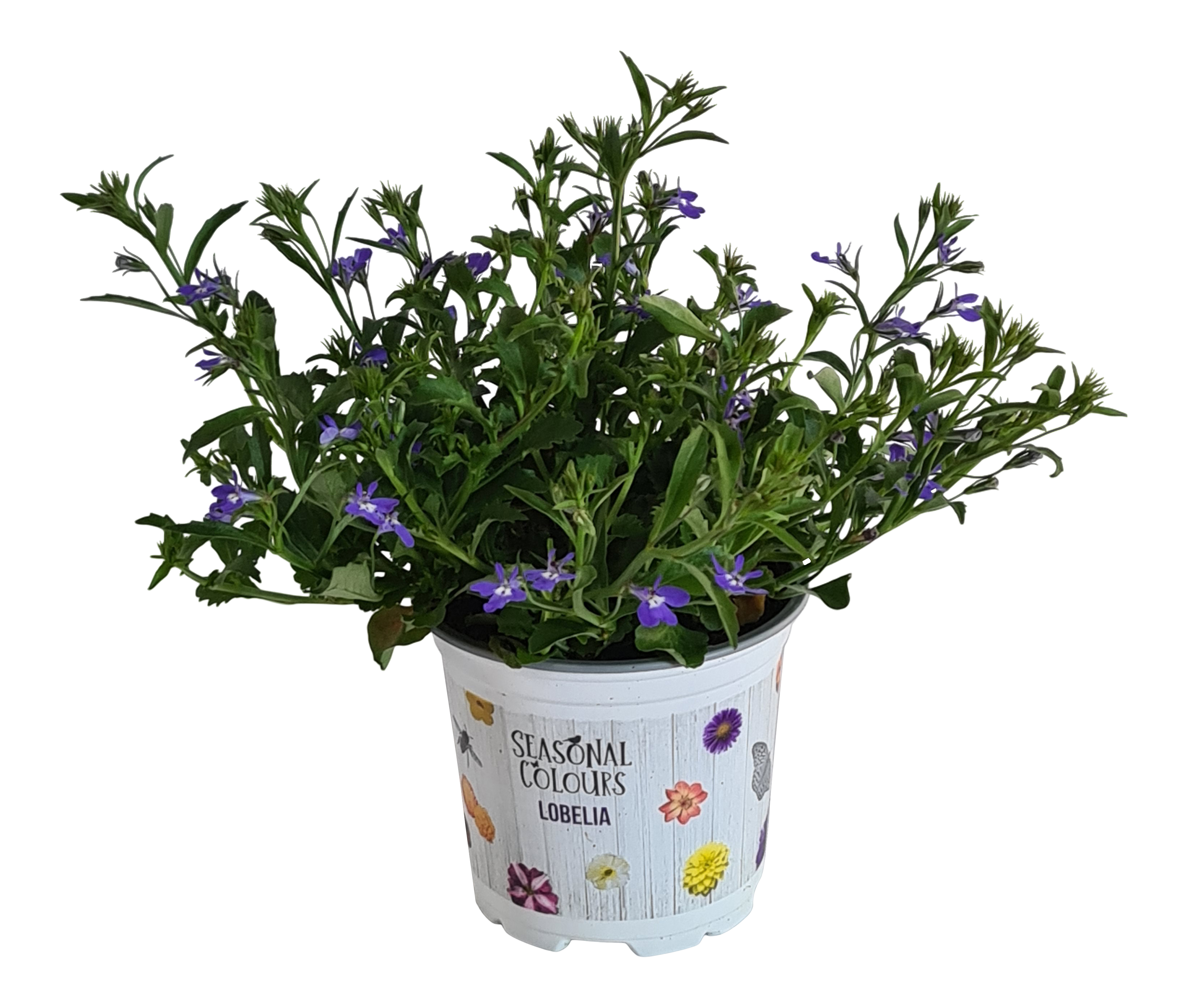 Lobelia mix 15-20 cm - Leroy Merlin