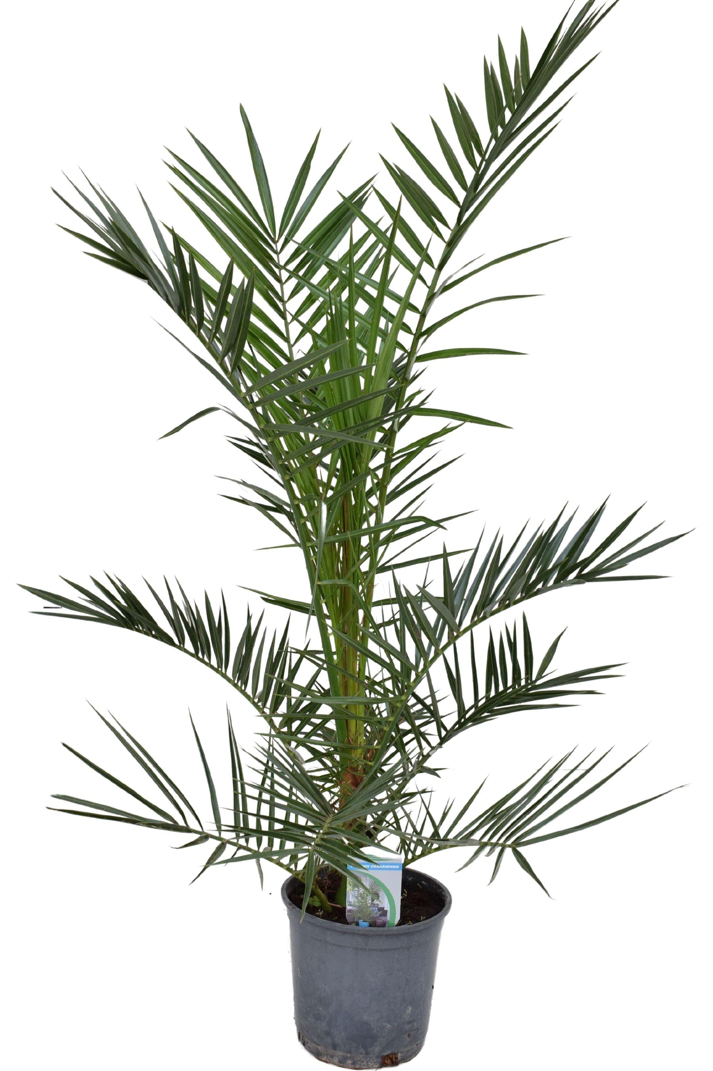 Phoenix en pot de 3 l, H.80 cm | Leroy Merlin