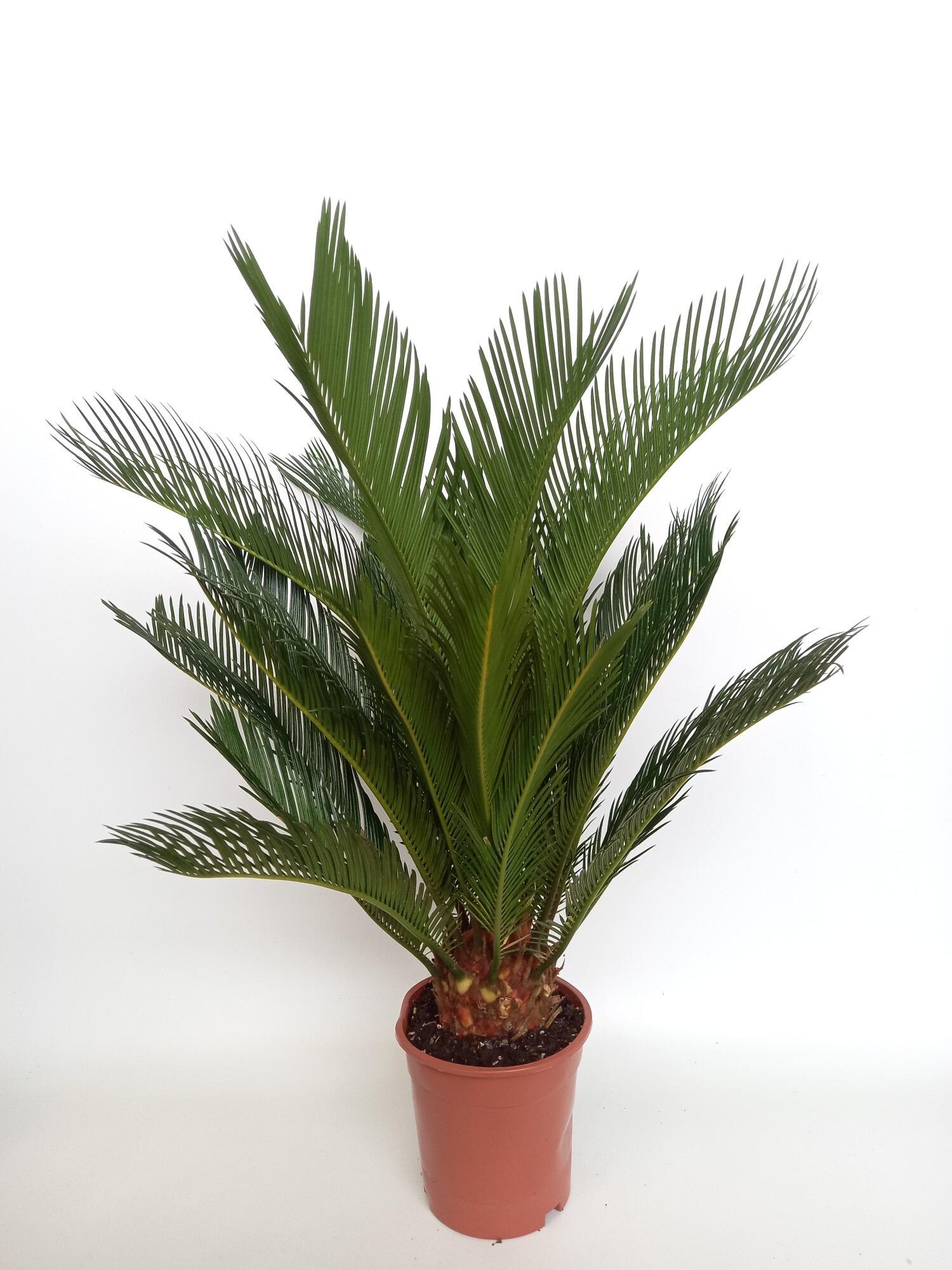 Cycas revoluta en pot de 2 l, H.60 cm | Leroy Merlin