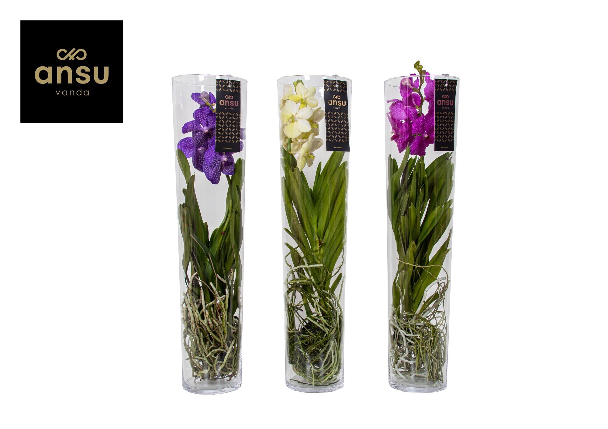 Vanda aléatoire - en verre, H.70 cm, Diam.17 cm | Leroy Merlin
