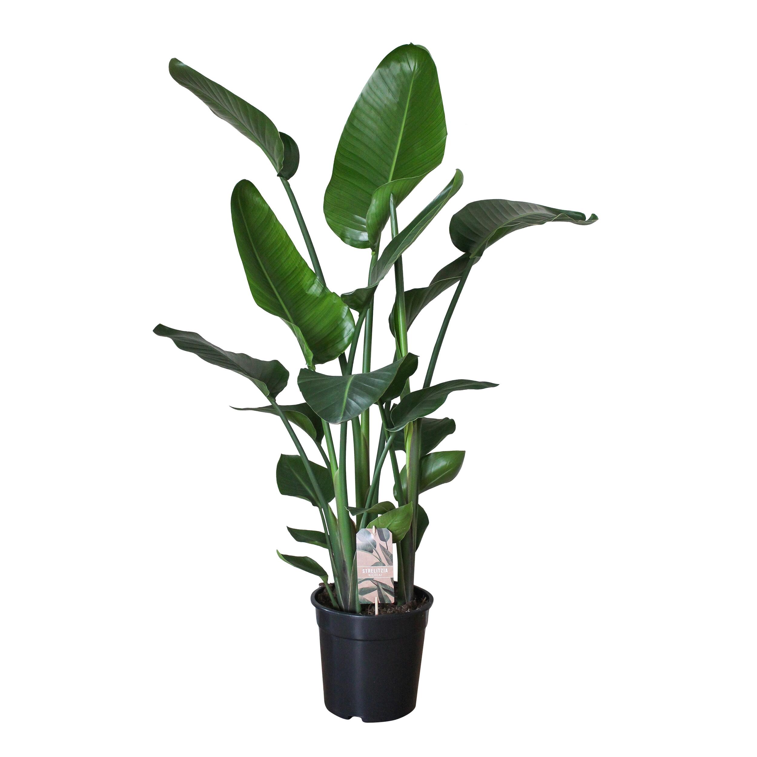 Strelitzia nicolai en pot de 6 l, H.100 cm | Leroy Merlin